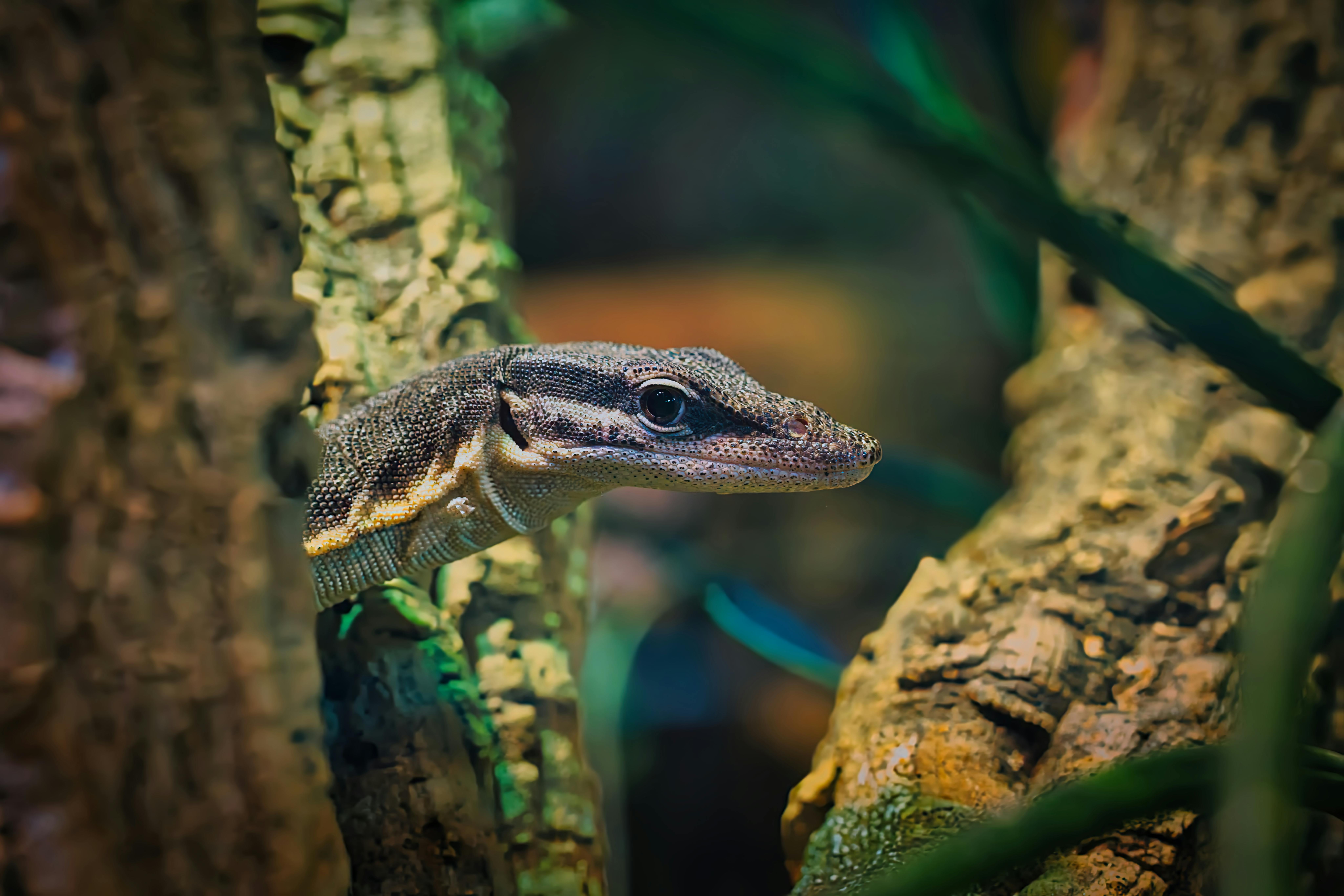 Monitor Lizard Photos, Download The BEST Free Monitor Lizard Stock ...
