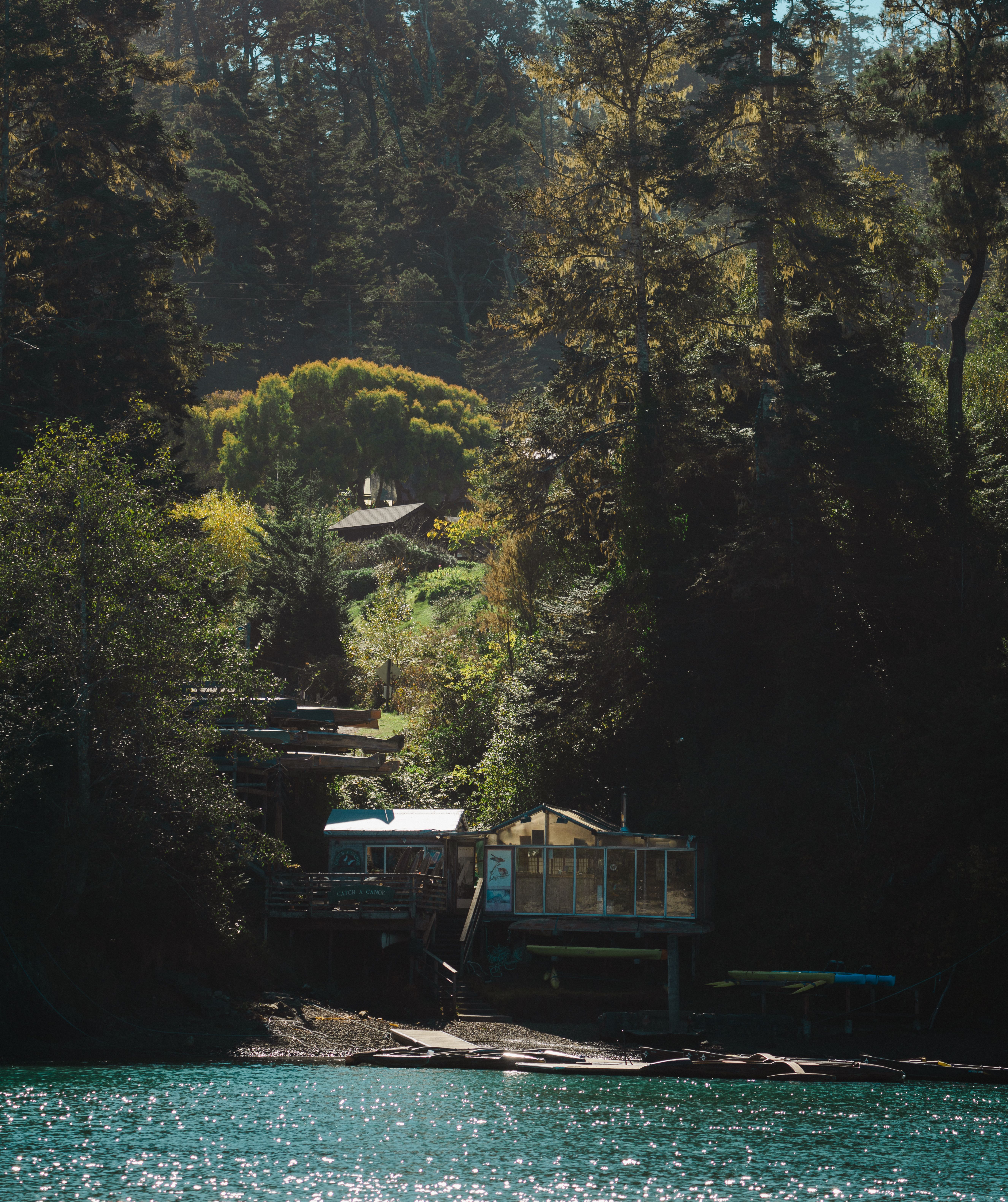 Rustic Cabin Hidden Among Lush Forest Trees · Free Stock Photo