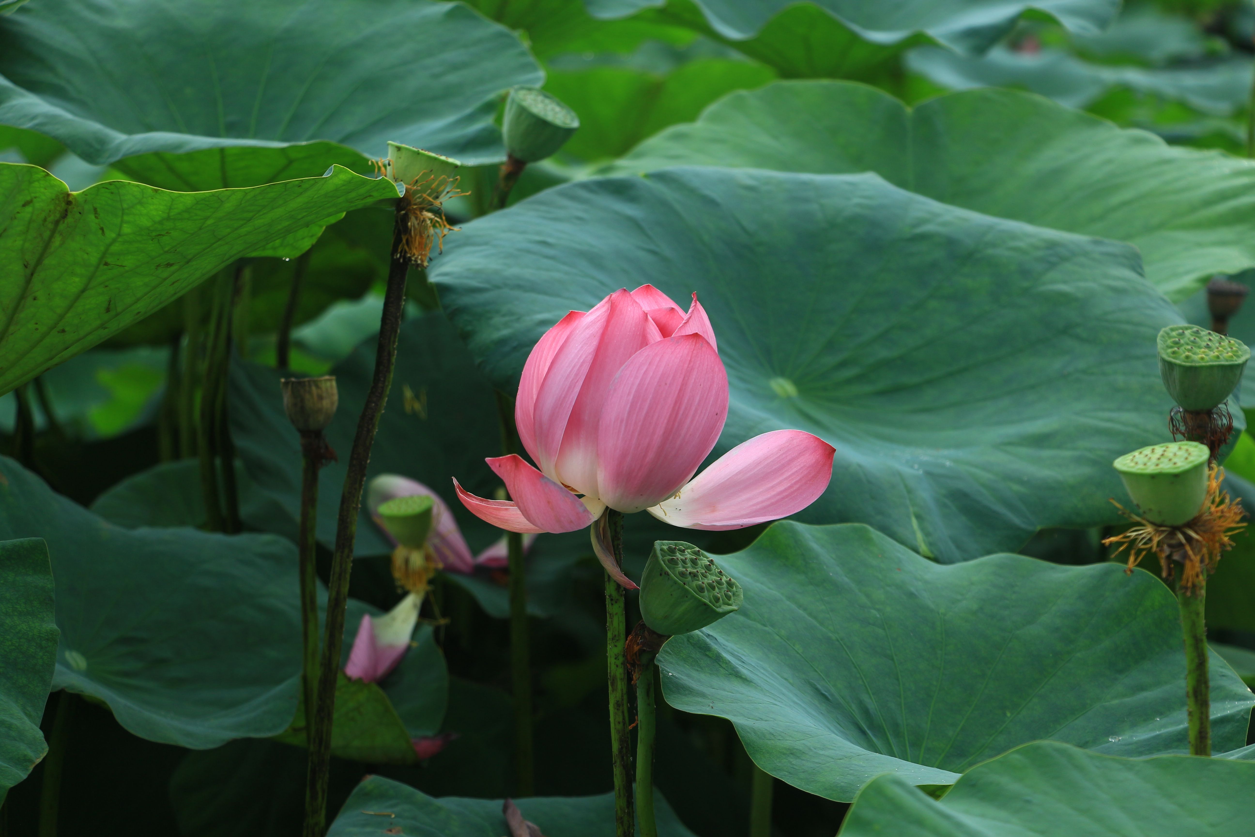 Vibrant Pink Lotus Flower Amidst Lush Green Leaves · Free Stock Photo