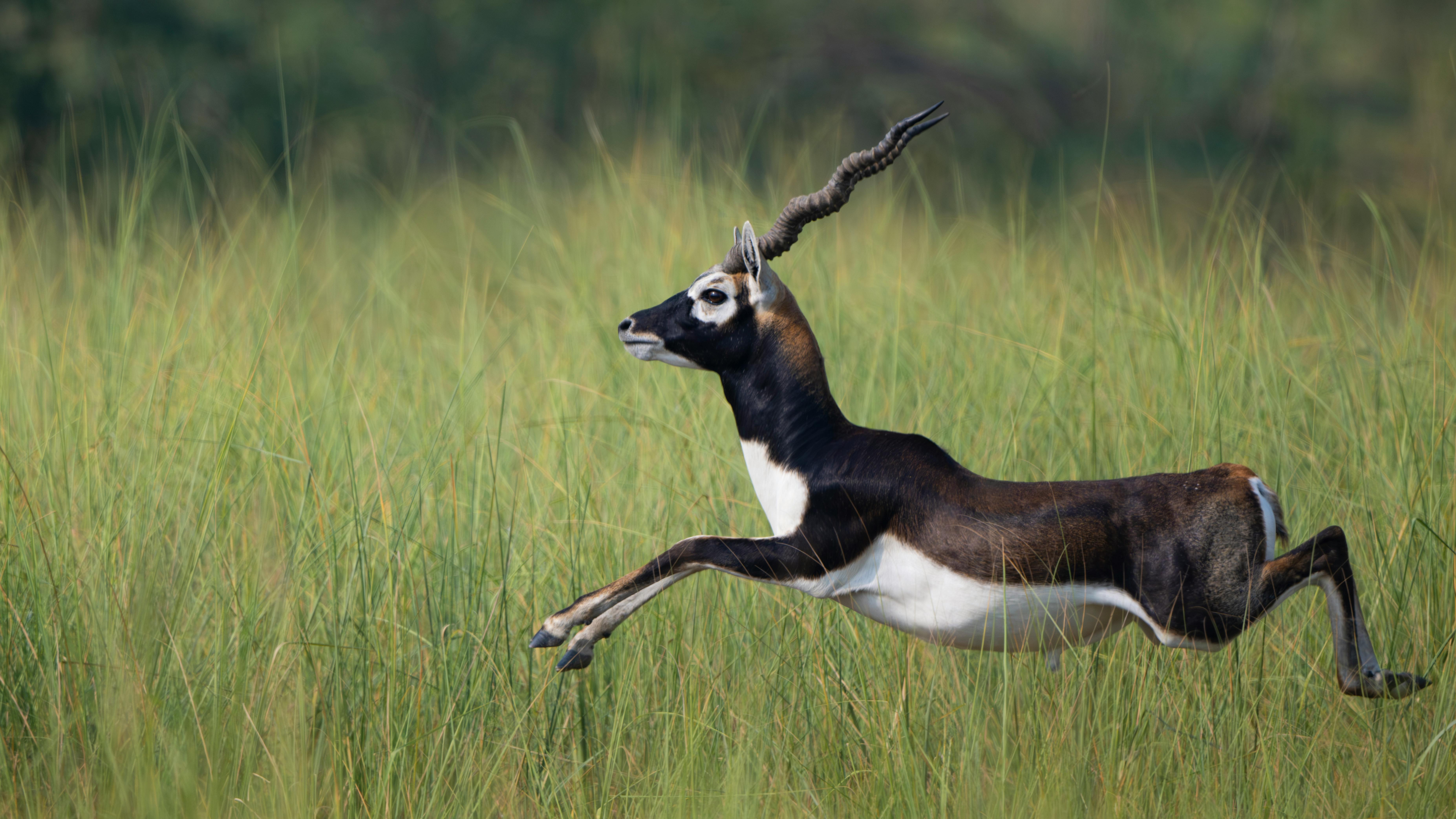 Majestic Blackbuck Leaping in Grassland · Free Stock Photo
