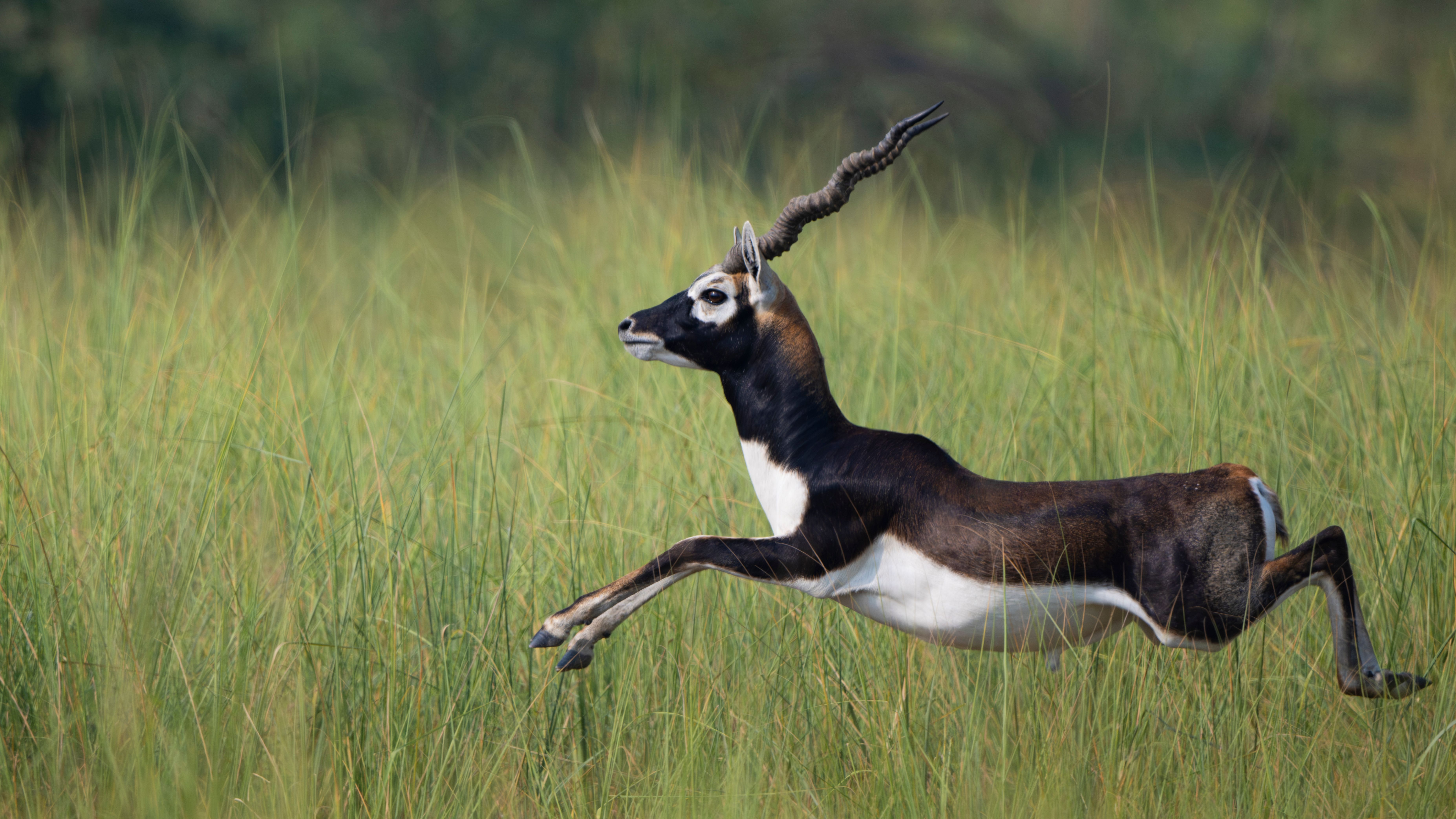 Majestic Blackbuck Leaping in Grassland · Free Stock Photo