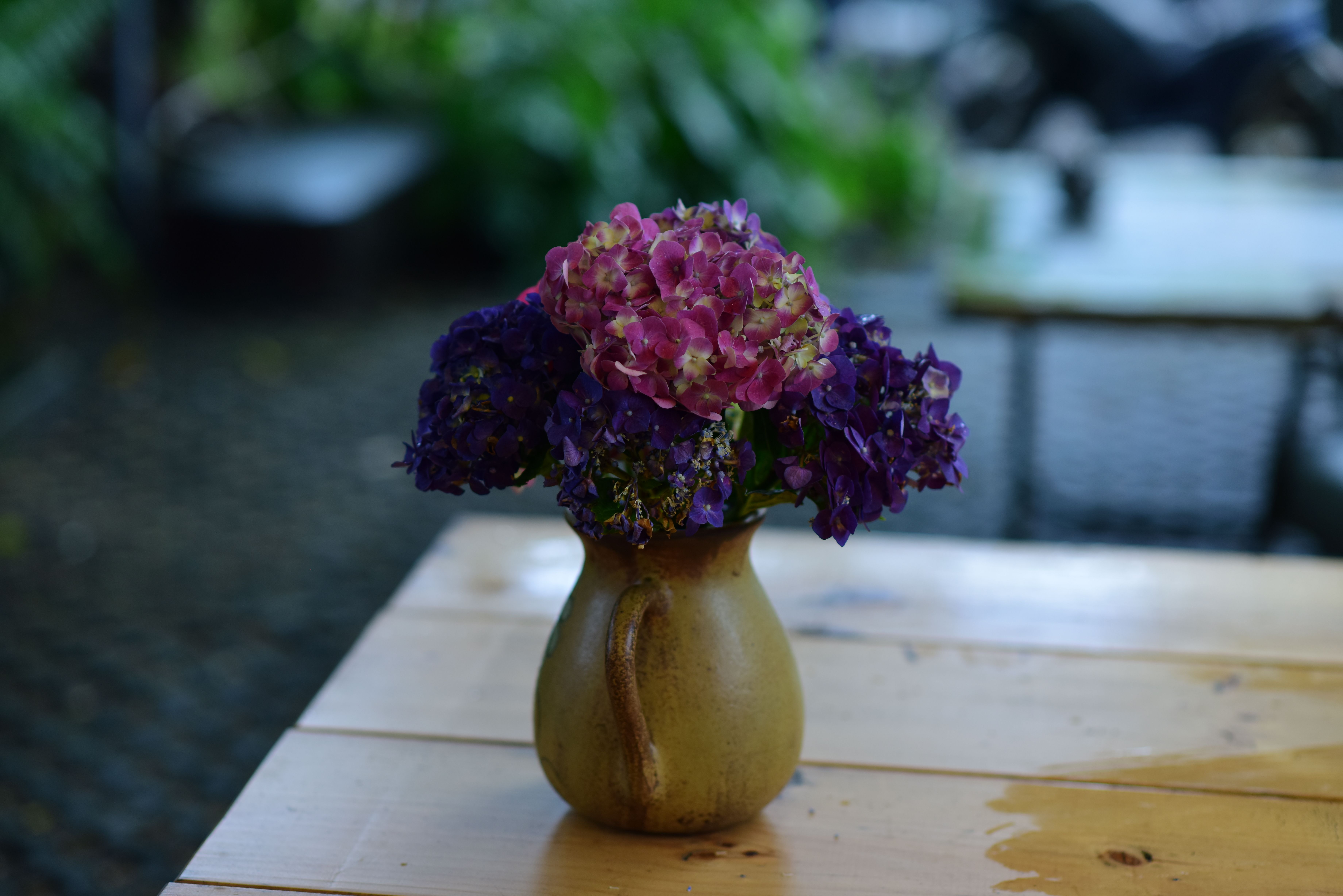 Colorful Hydrangea Bouquet in Ceramic Vase Outdoors · Free Stock Photo