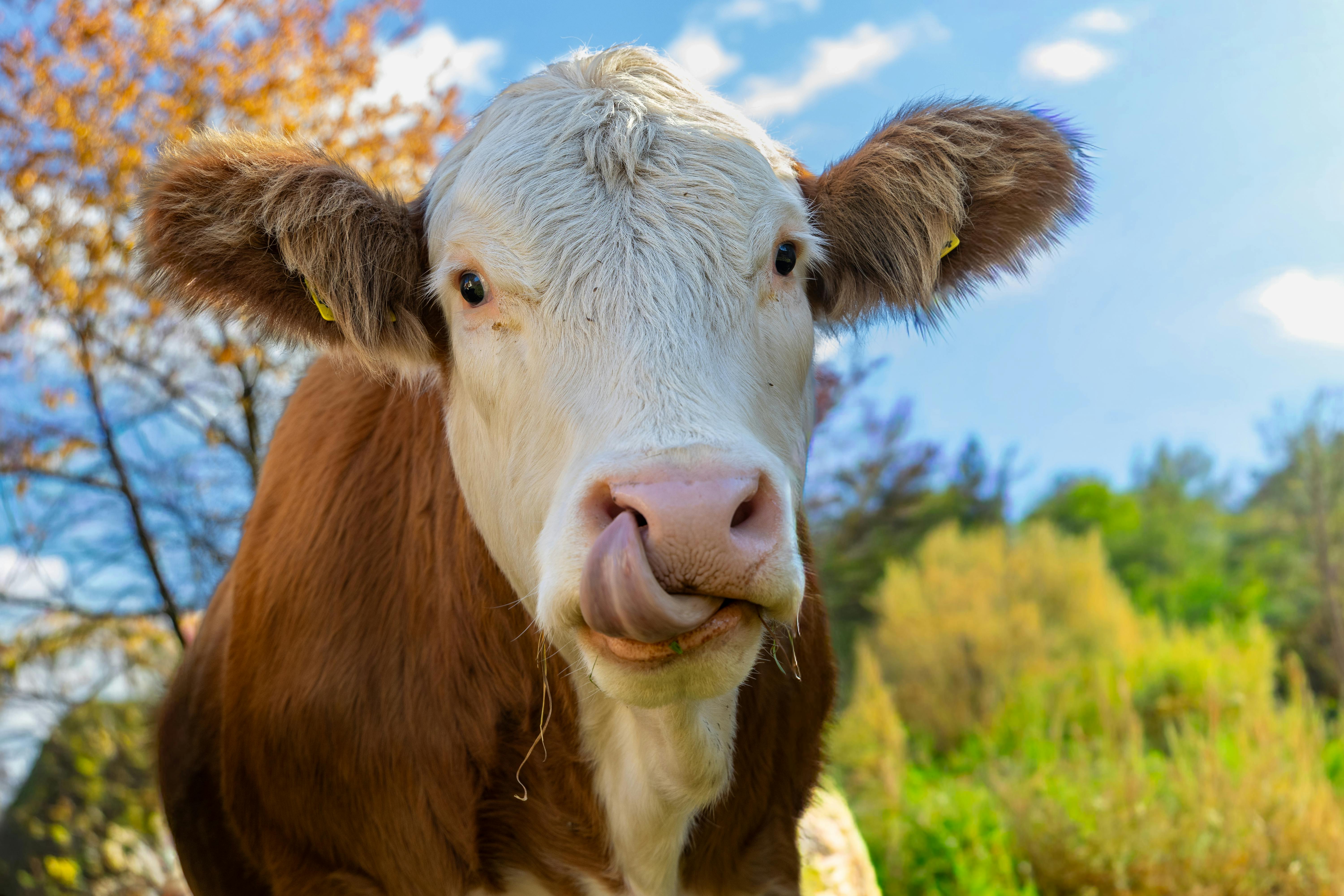 Cute Cow Photos, Download The BEST Free Cute Cow Stock Photos & HD Images