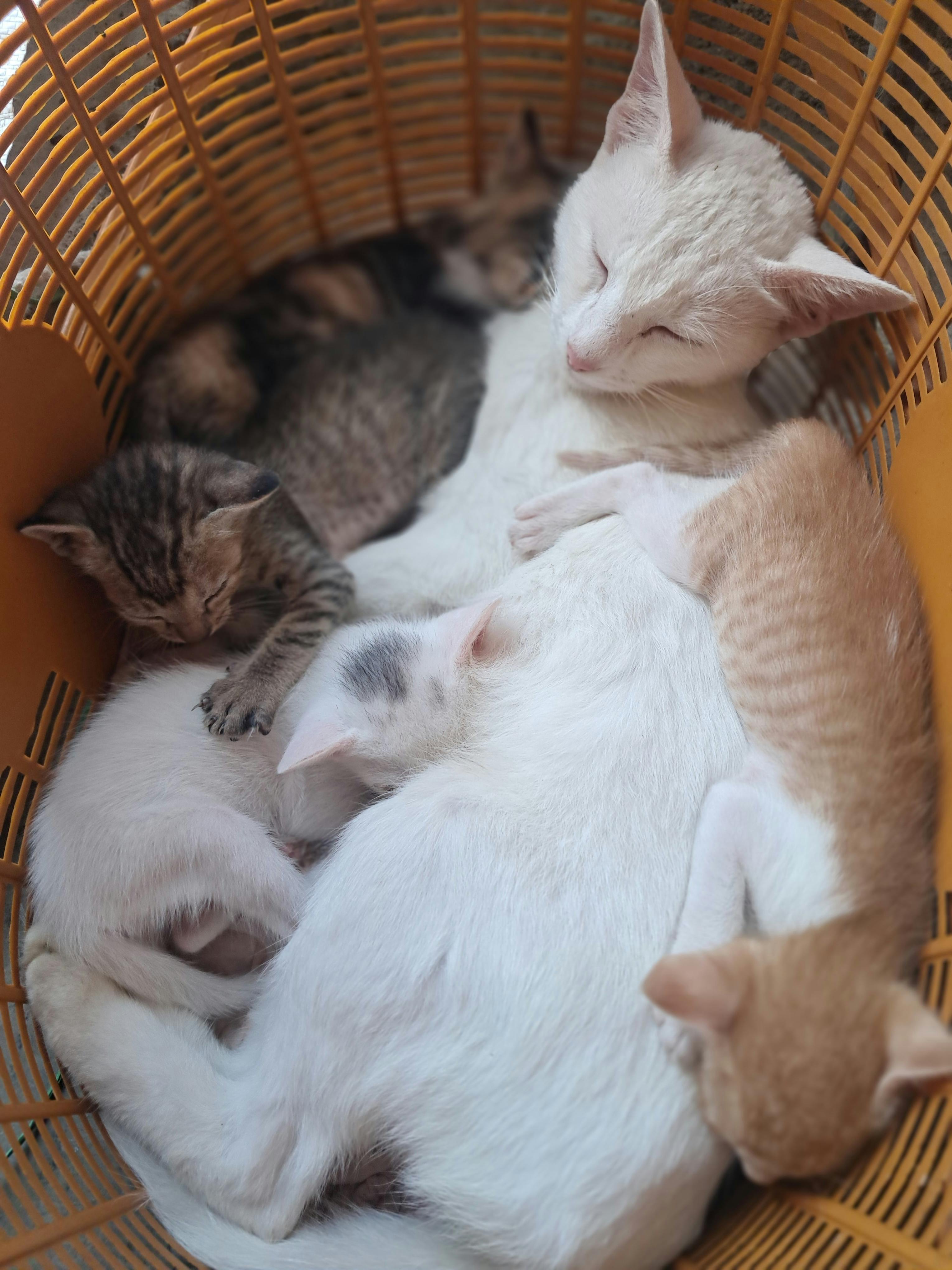 Cute Cat Kittens Photos, Download The BEST Free Cute Cat Kittens Stock ...