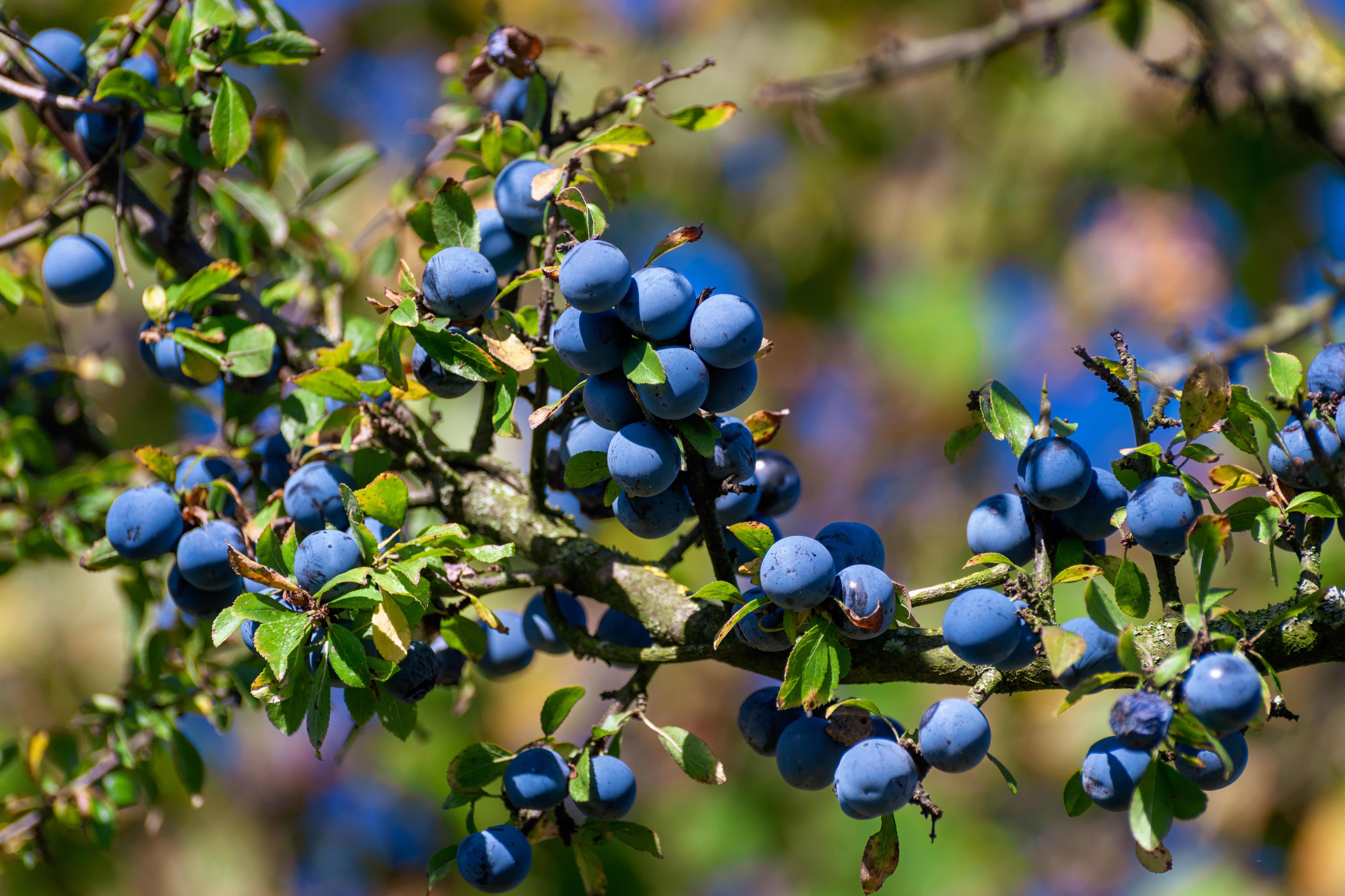 Ripening Sloes on a Sunny Day · Free Stock Photo