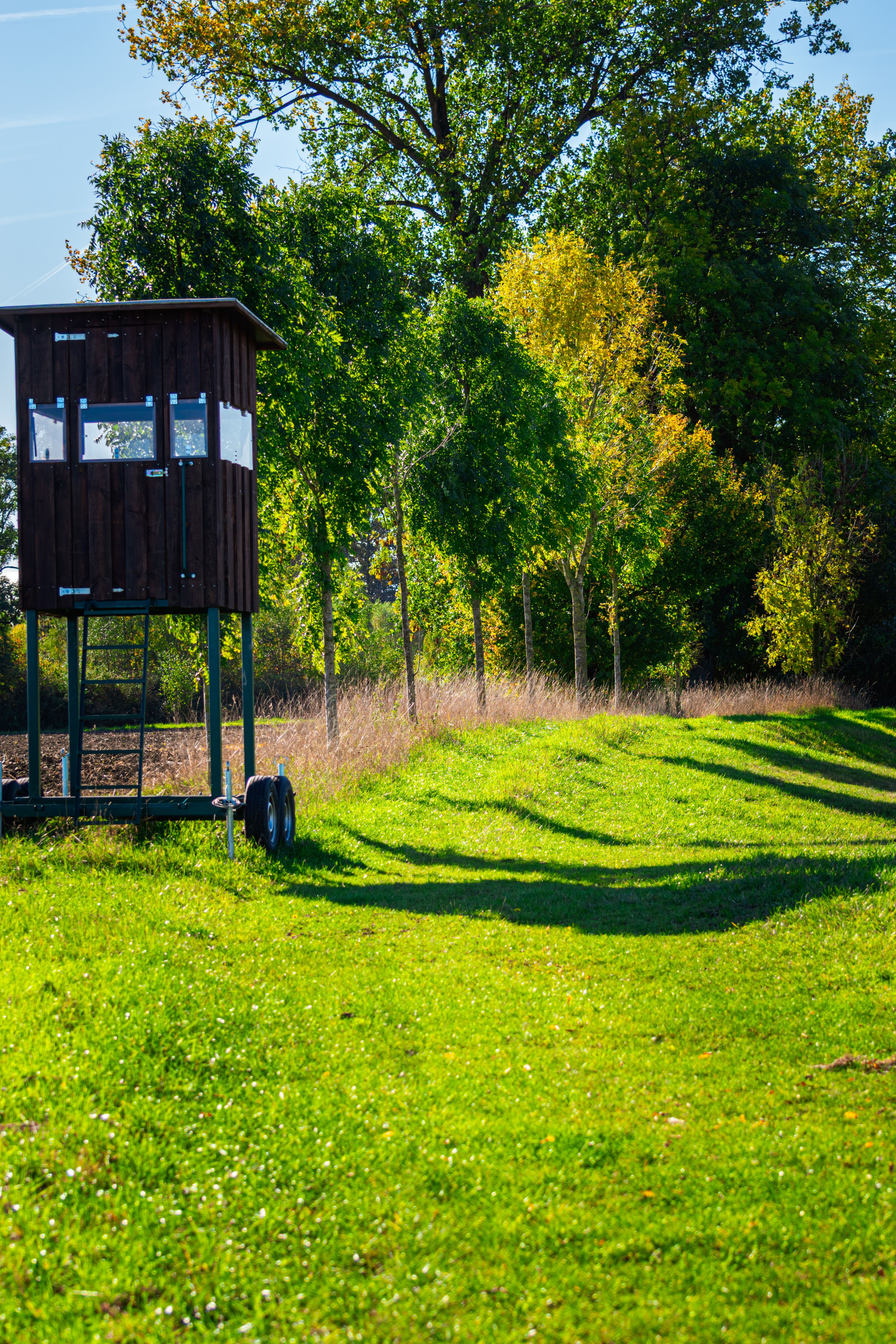 Sunny Woodland Scene with Elevated Wooden Hut · Free Stock Photo