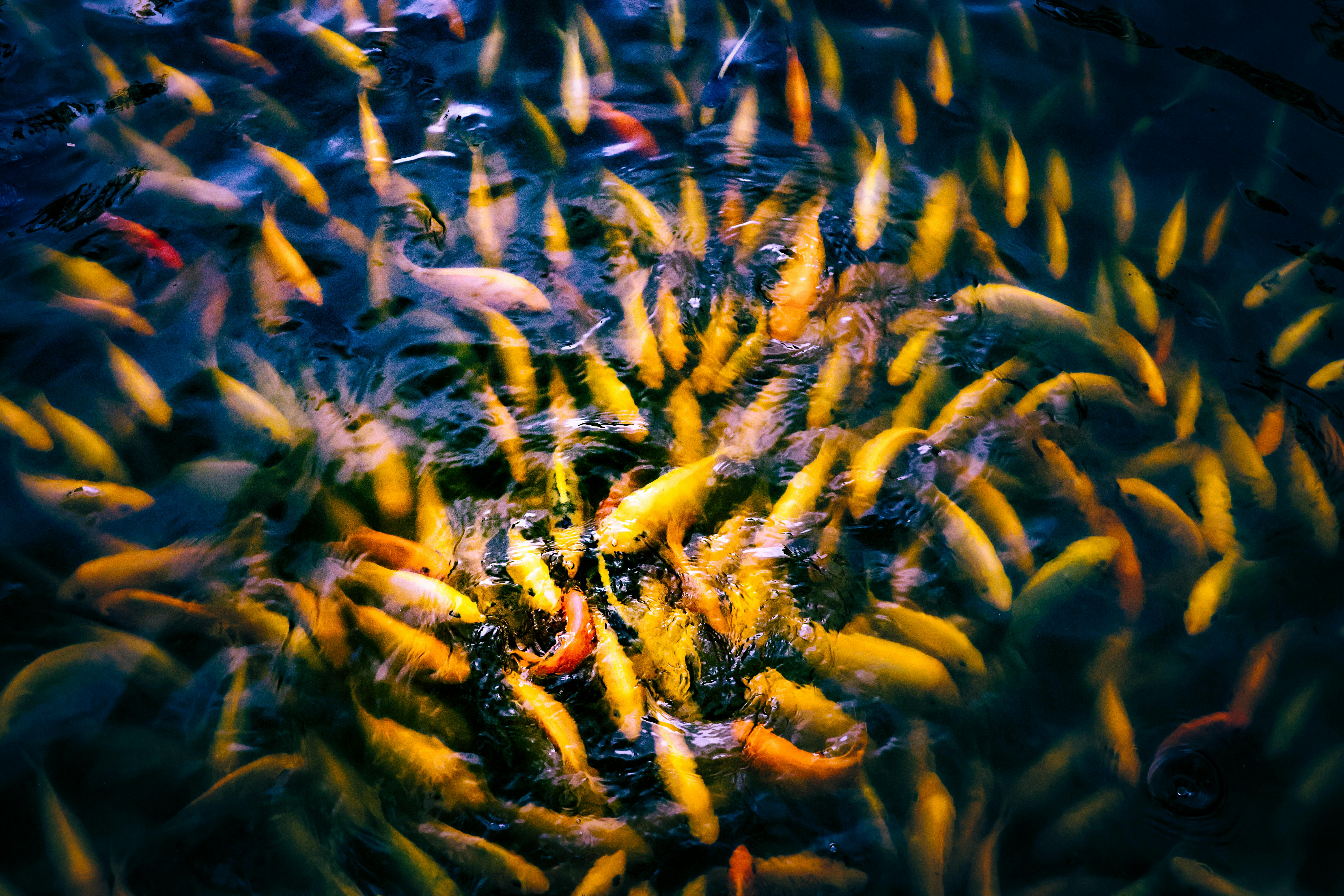 Koi Photos, Download The BEST Free Koi Stock Photos & HD Images