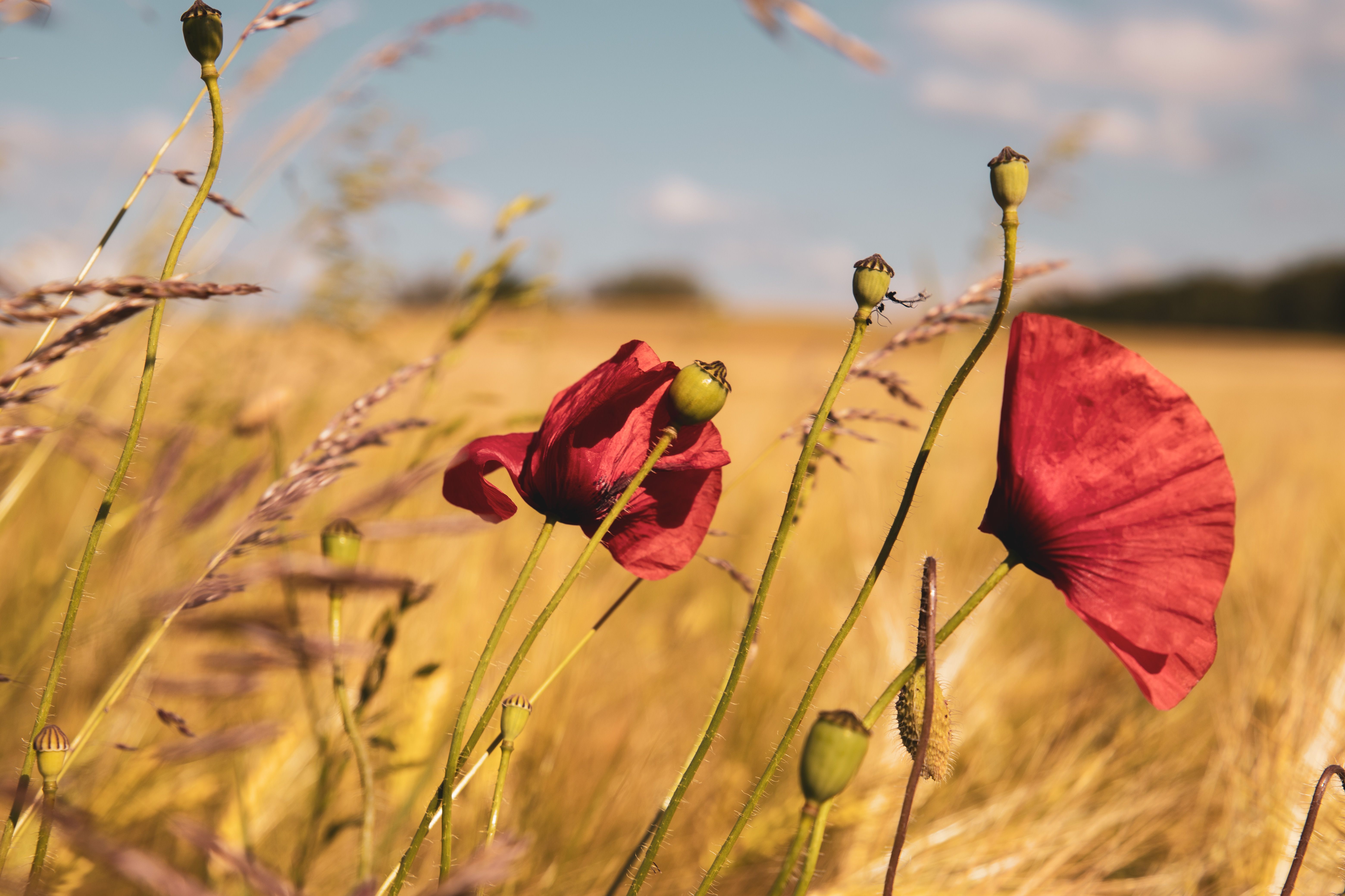 Peaceful red poppies in a golden meadow · Free Stock Photo