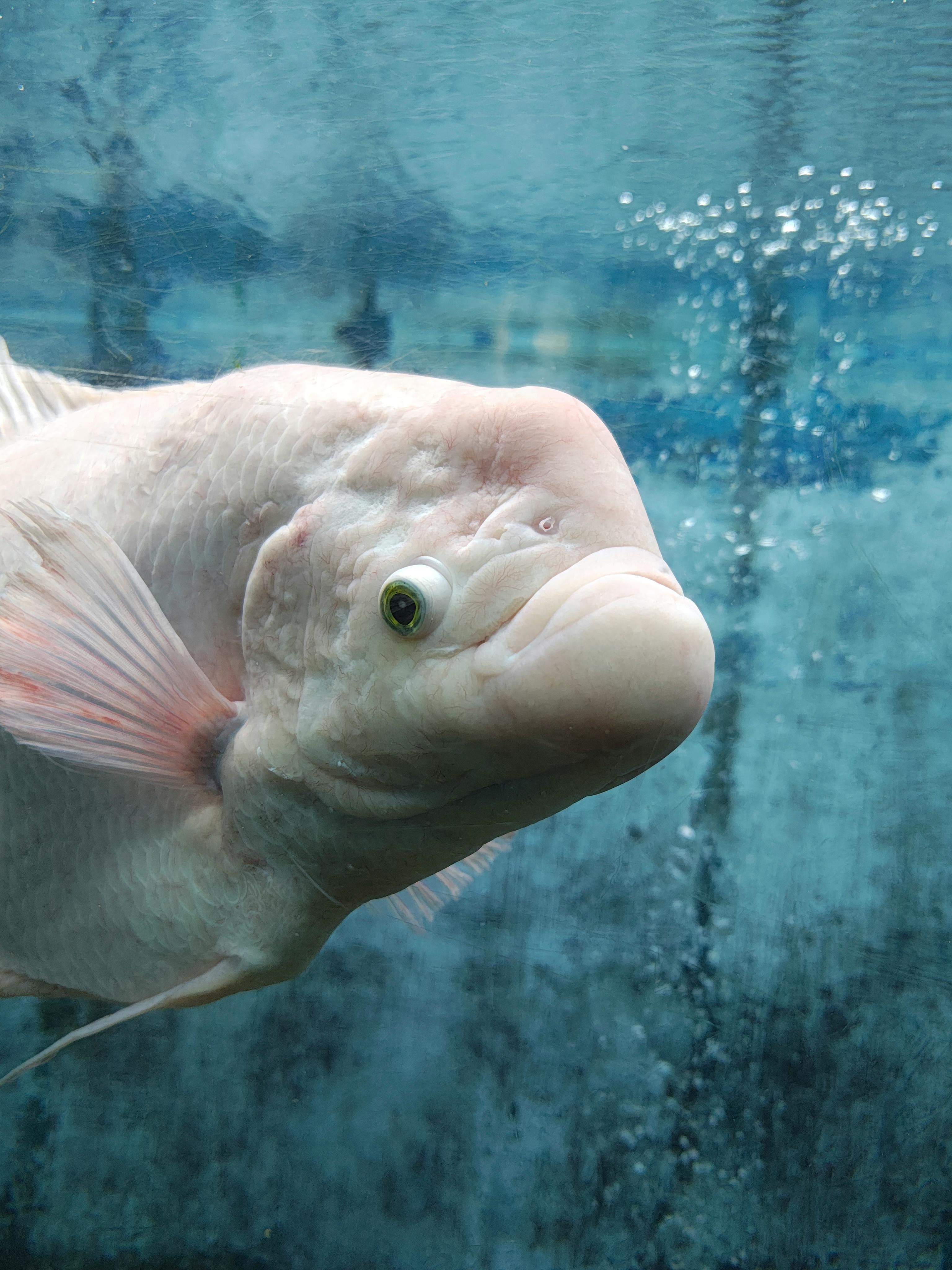 Underwater Fish Photos, Download The BEST Free Underwater Fish Stock ...