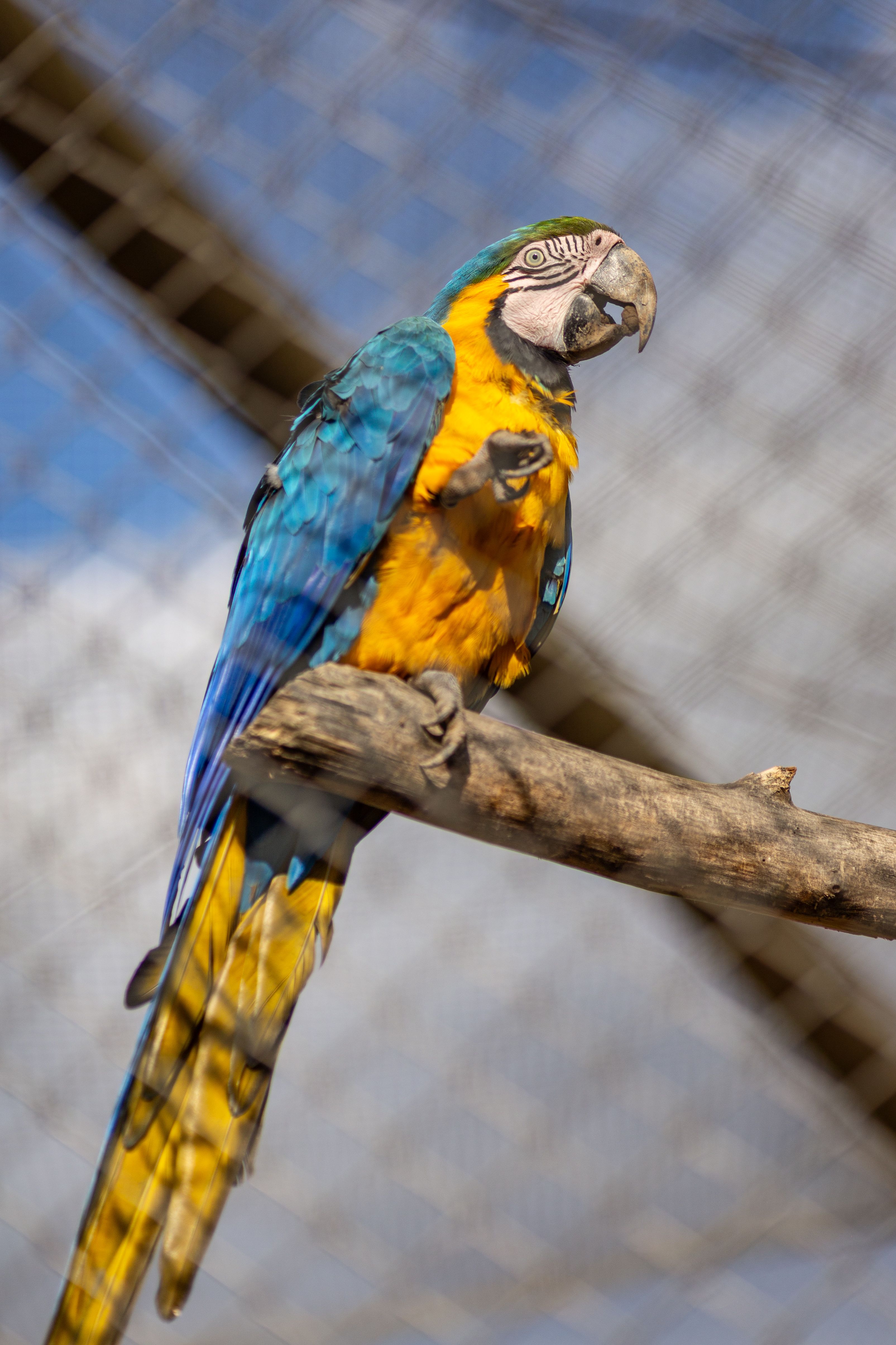 Macaw Ternak Photos, Download The BEST Free Macaw Ternak Stock Photos ...