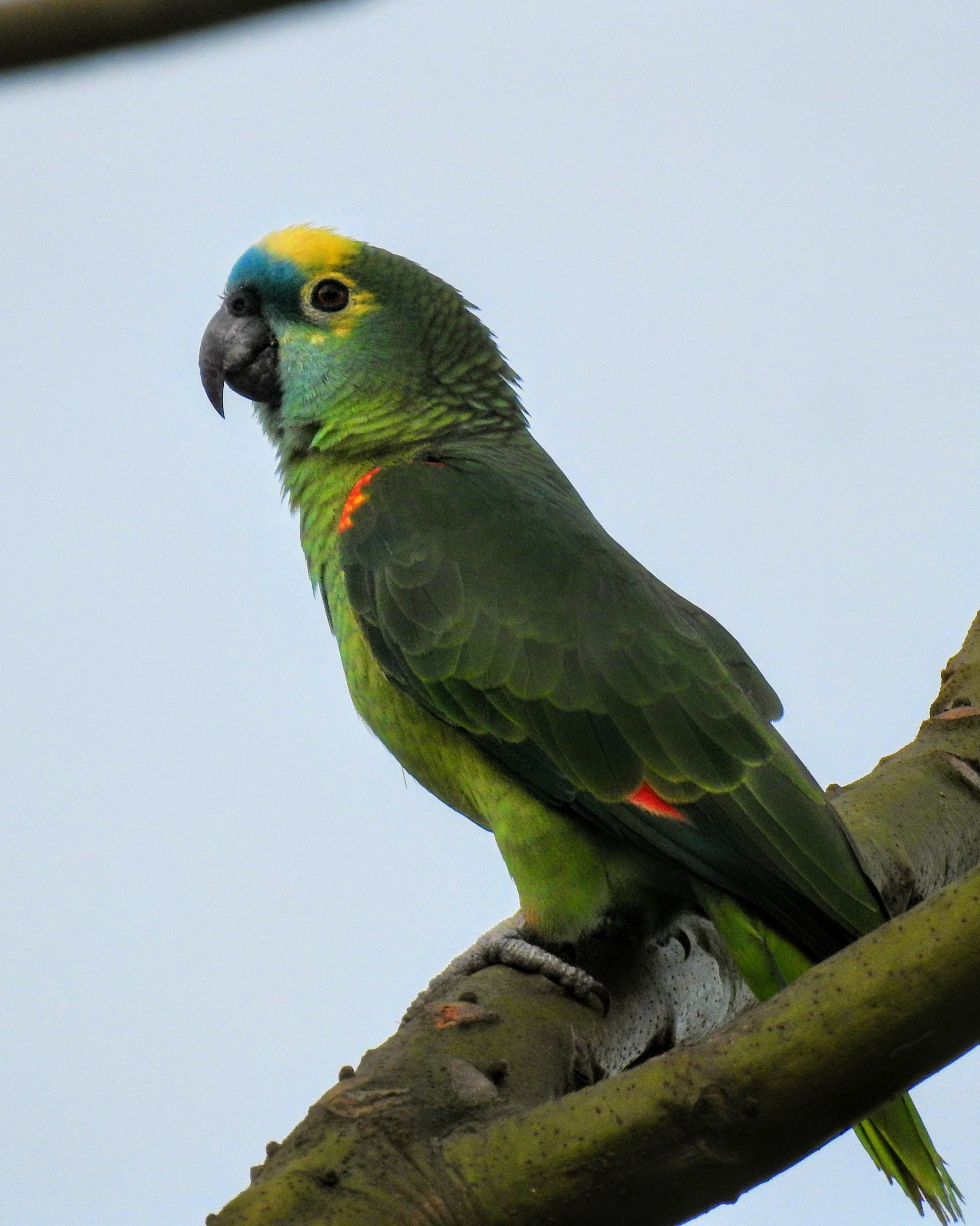 Parrot Emotions Photos, Download The BEST Free Parrot Emotions Stock ...