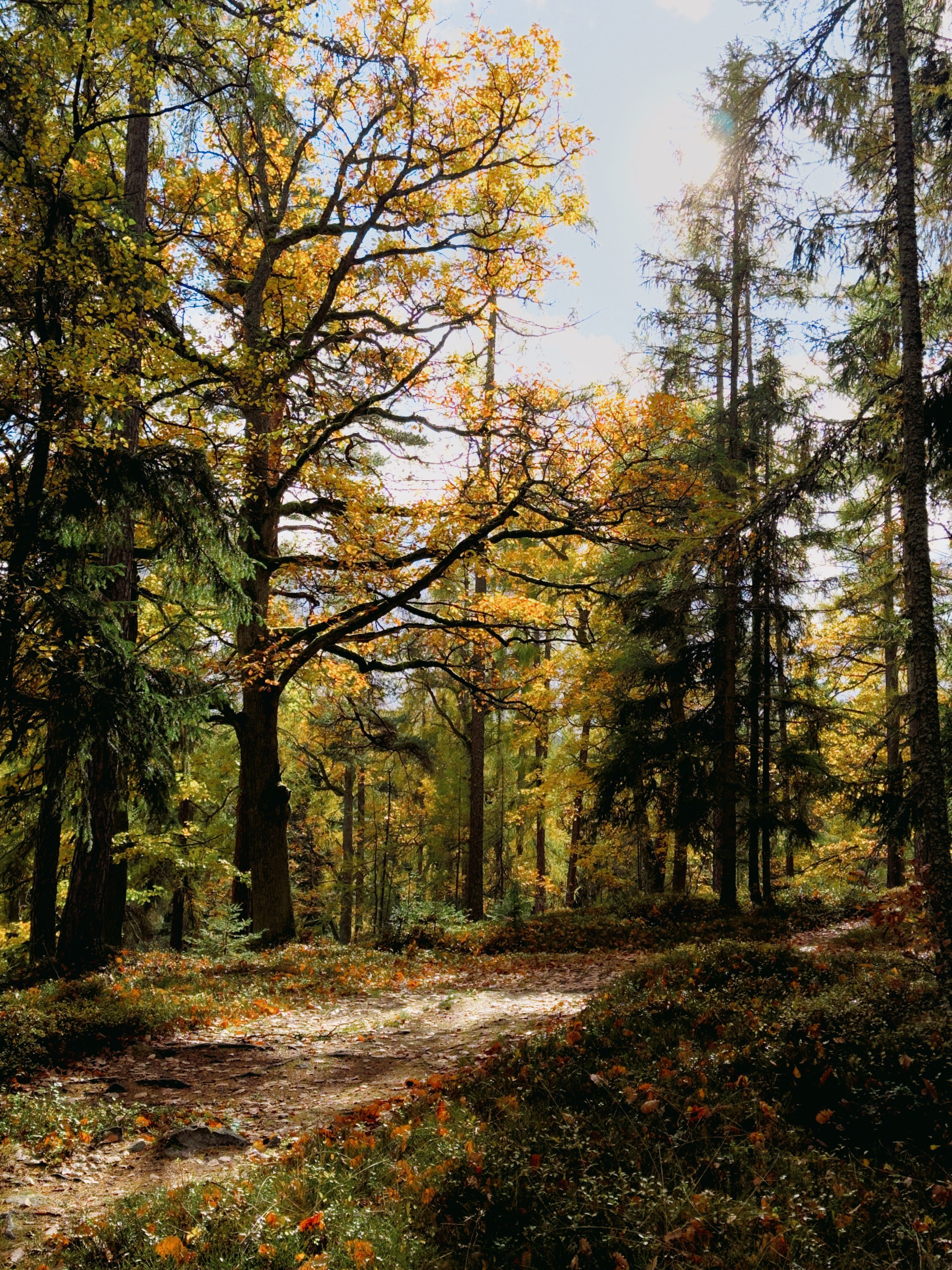 Autumn Forest Path in Czech Republic · Free Stock Photo