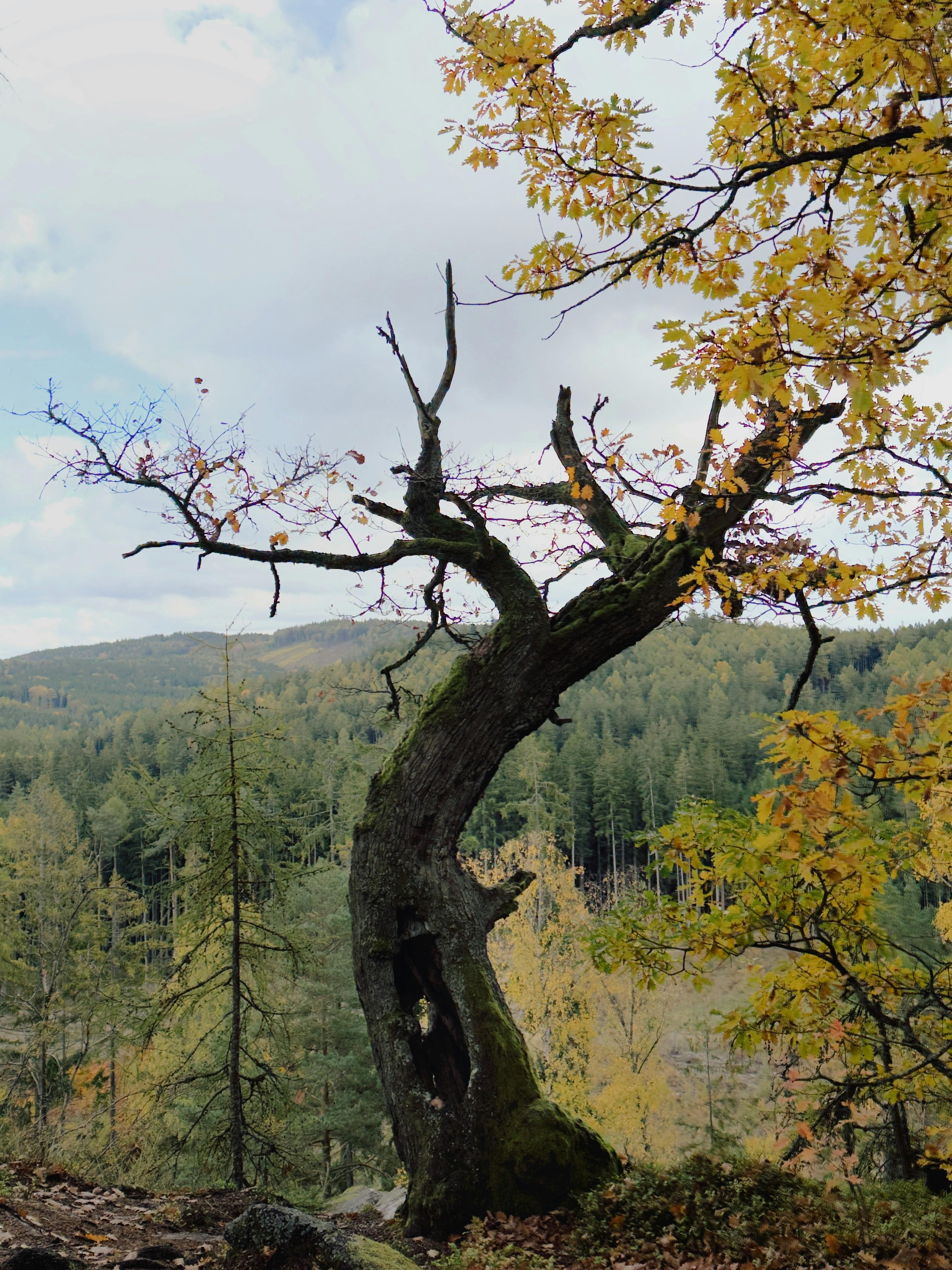 Old Tree Photos, Download The BEST Free Old Tree Stock Photos & HD Images