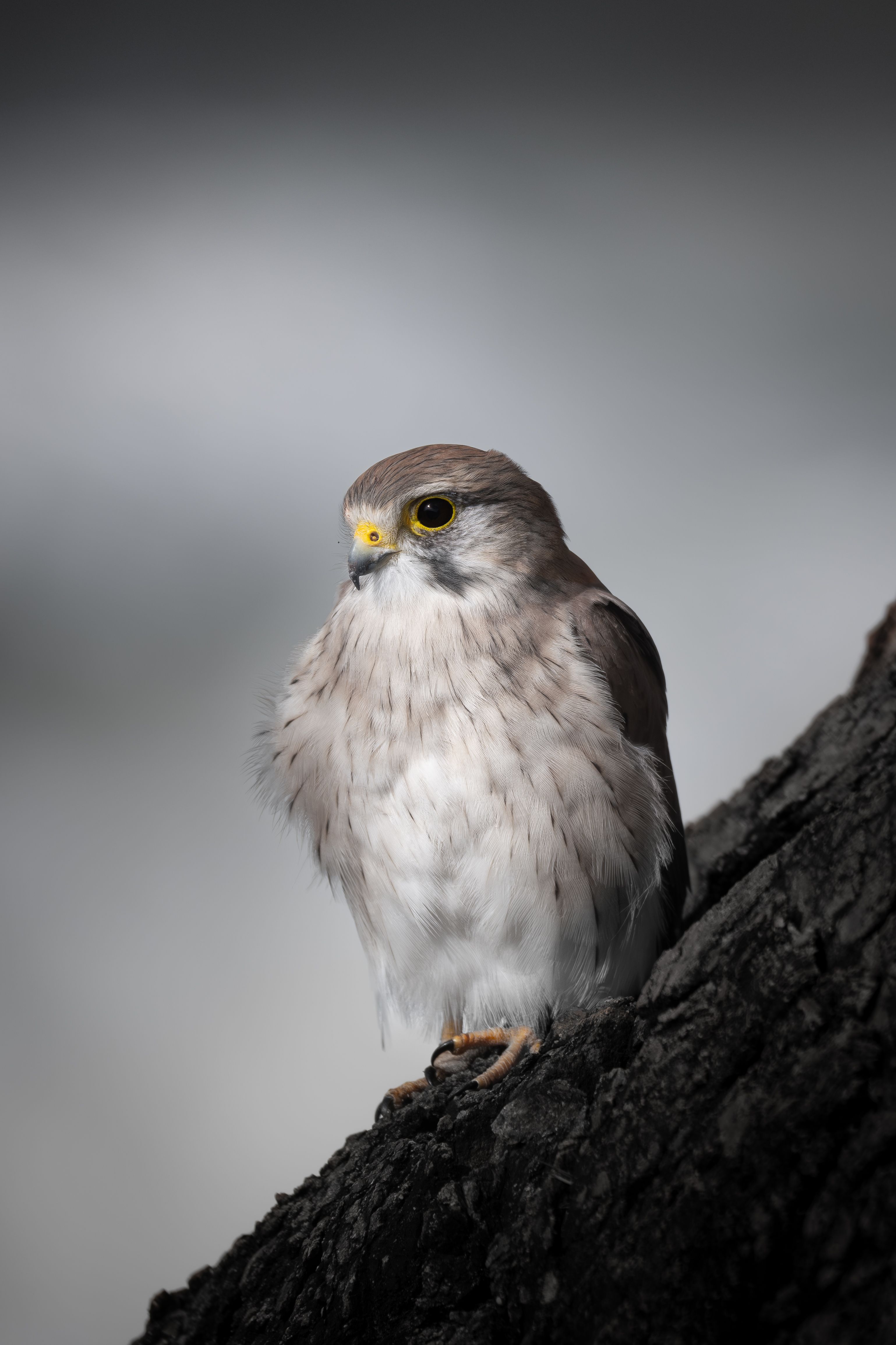 Close-up of a perched falcon in natural setting · Free Stock Photo