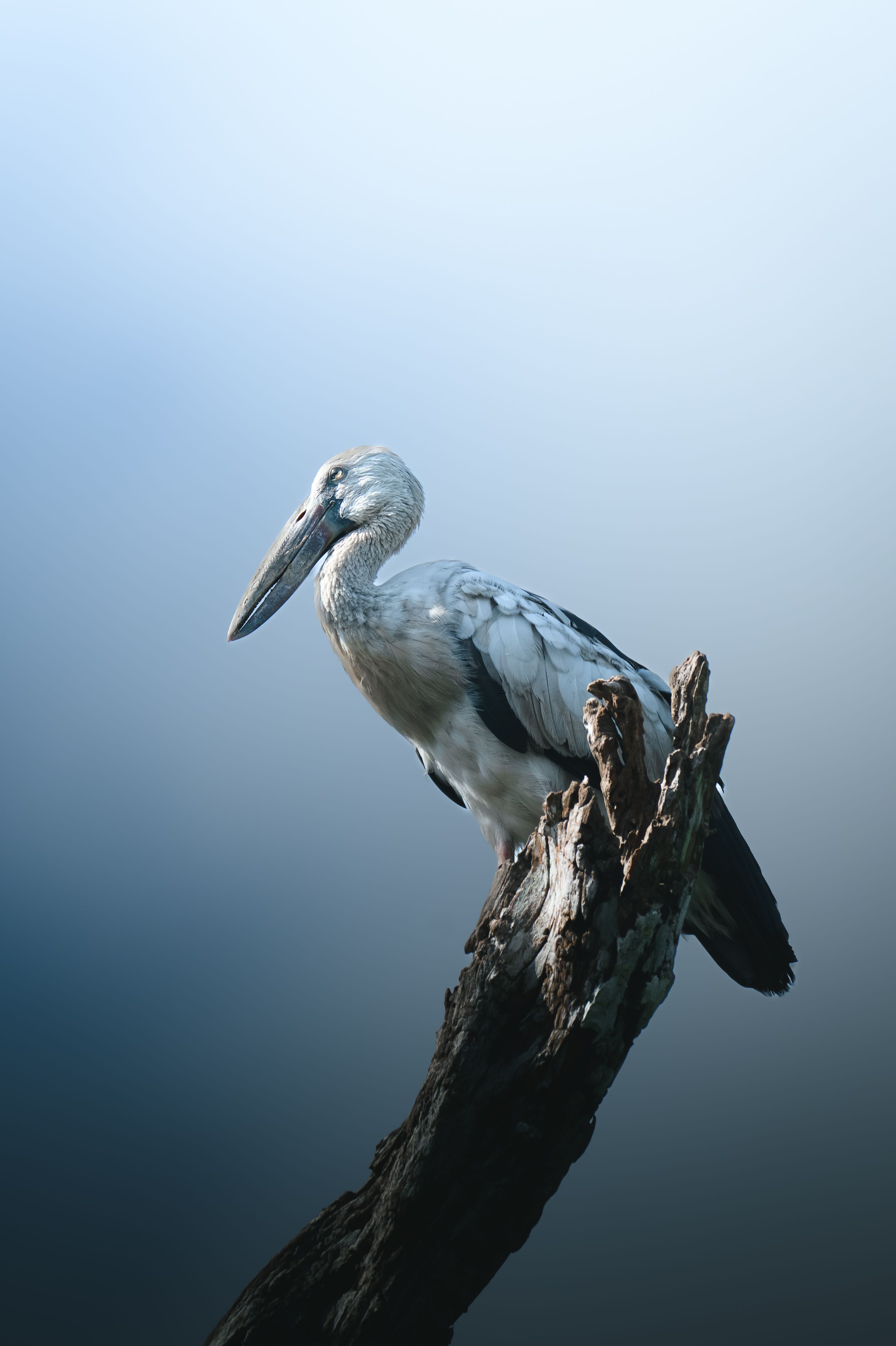 Elegant Stork Perched on Weathered Branch · Free Stock Photo