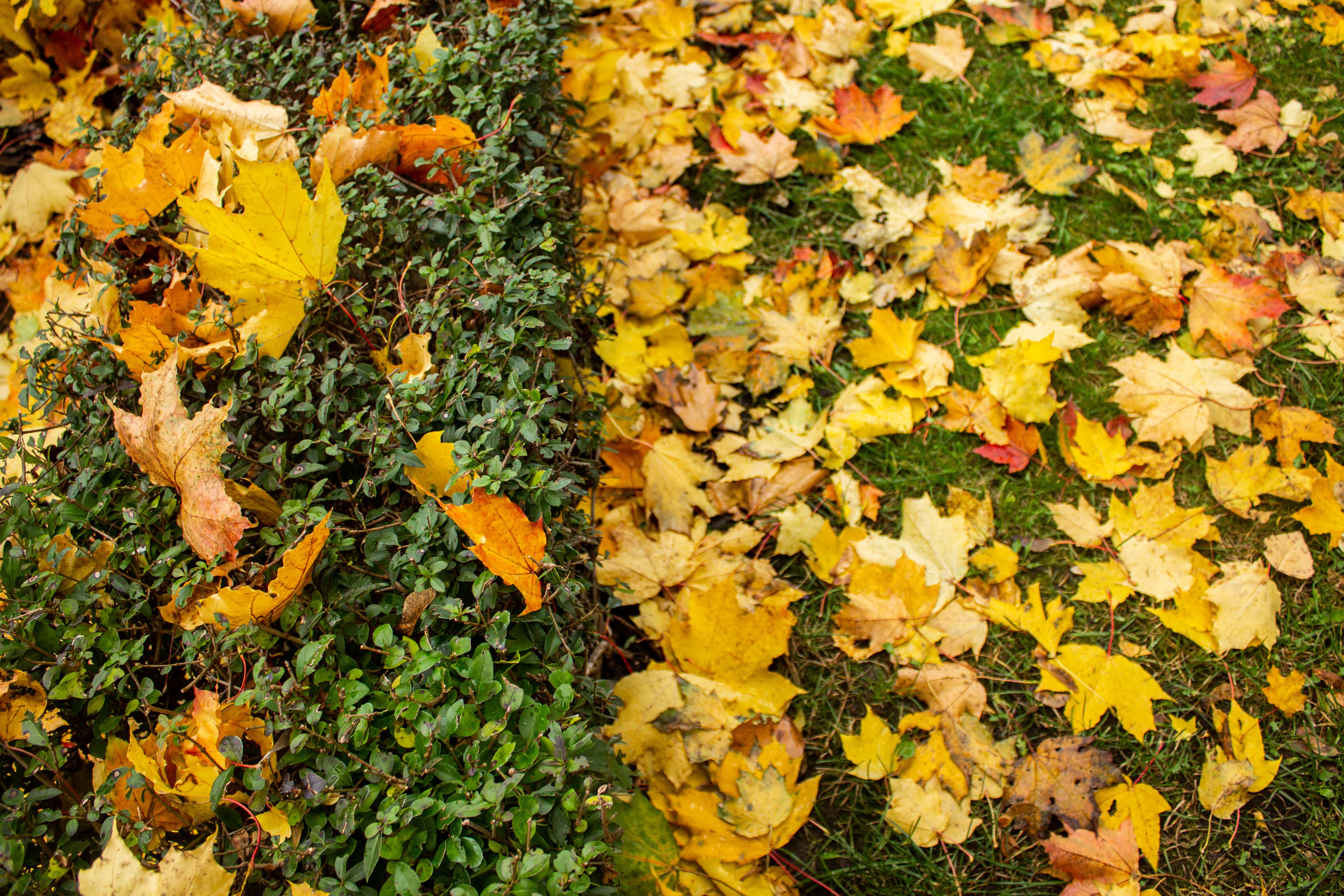 Autumn Leaves Photos, Download The BEST Free Autumn Leaves Stock Photos ...