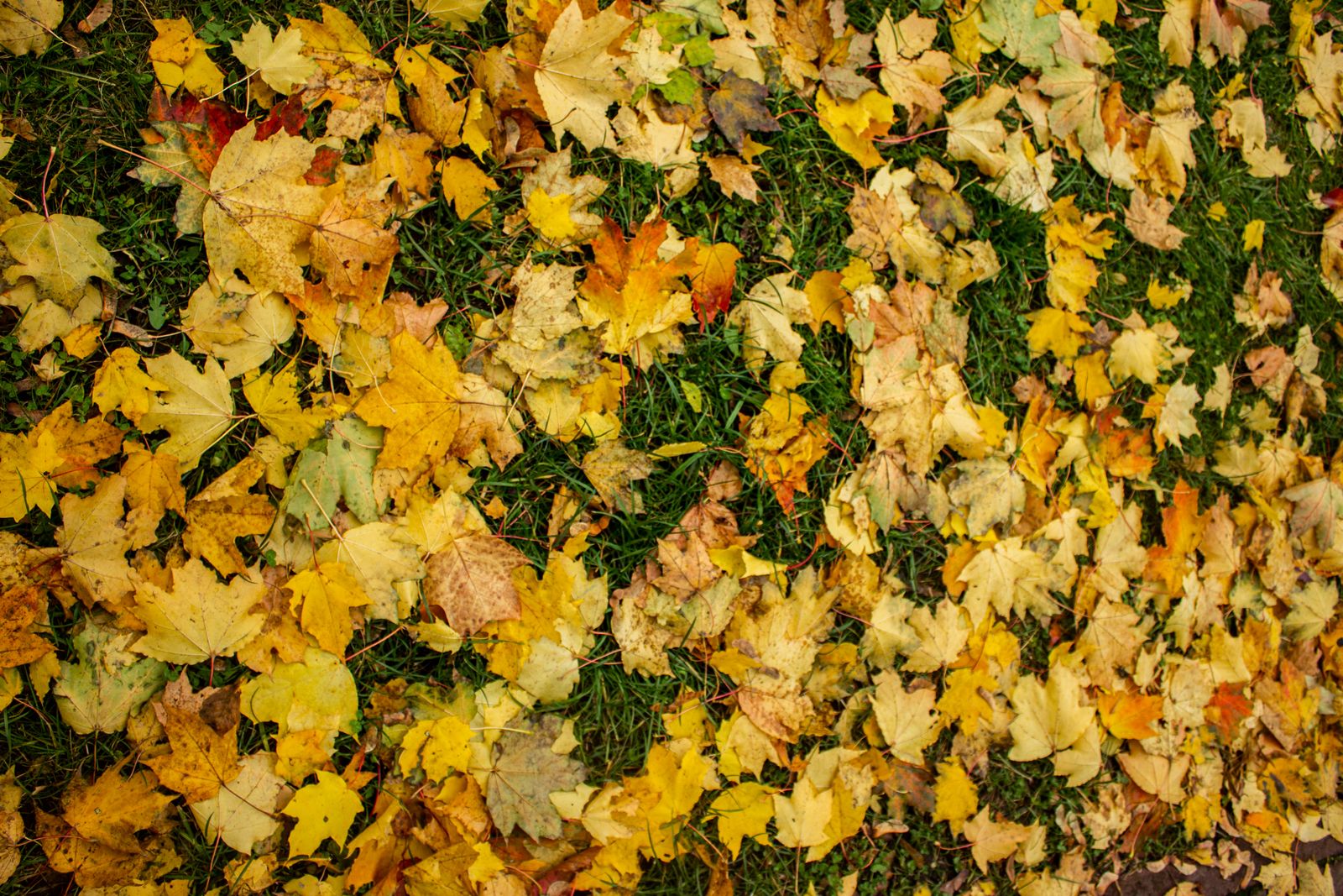 Autumn Photos, Download The BEST Free Autumn Stock Photos & HD Images