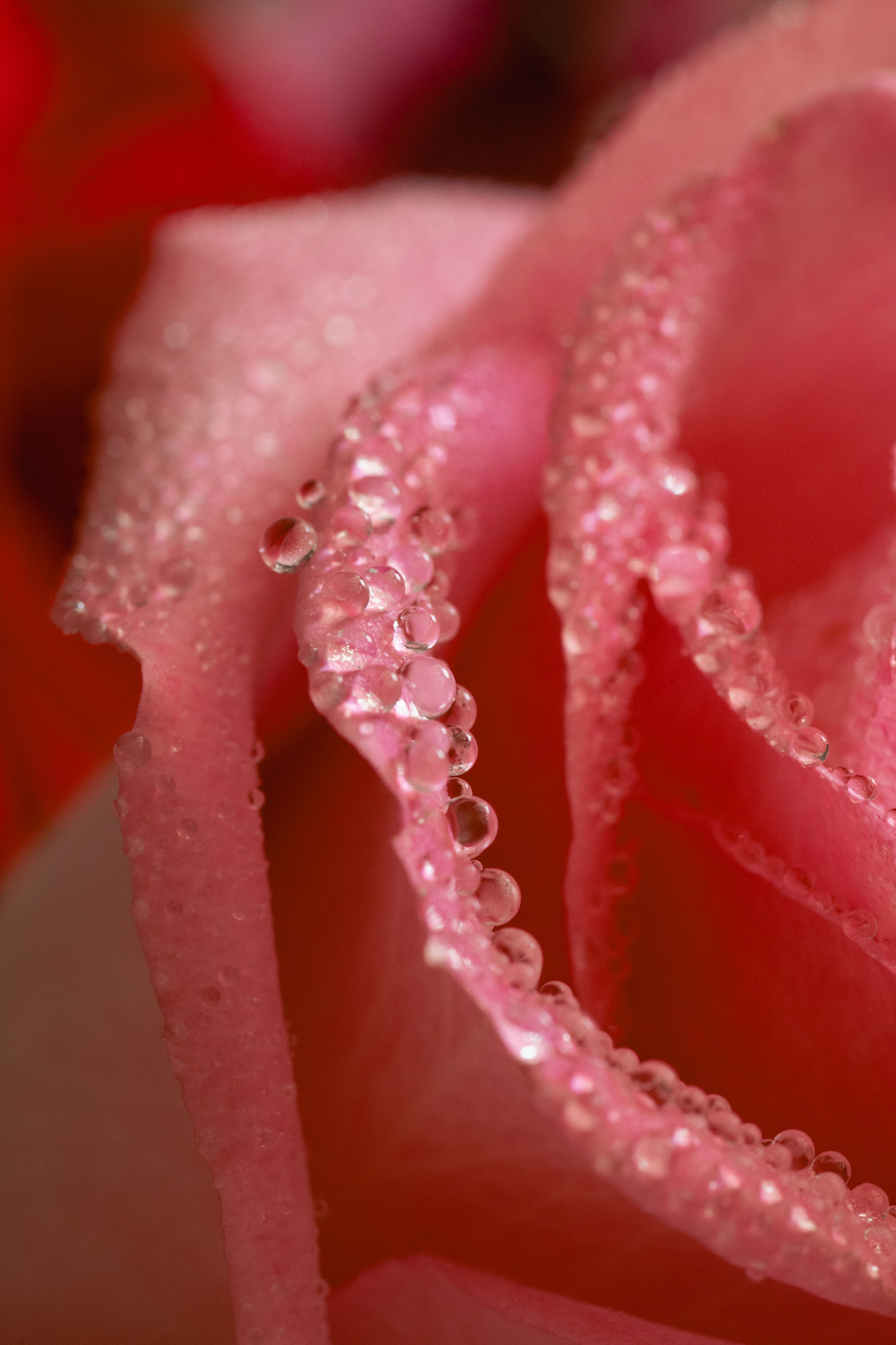 Rose Perzik Achtergrond Photos, Download The BEST Free Rose Perzik ...