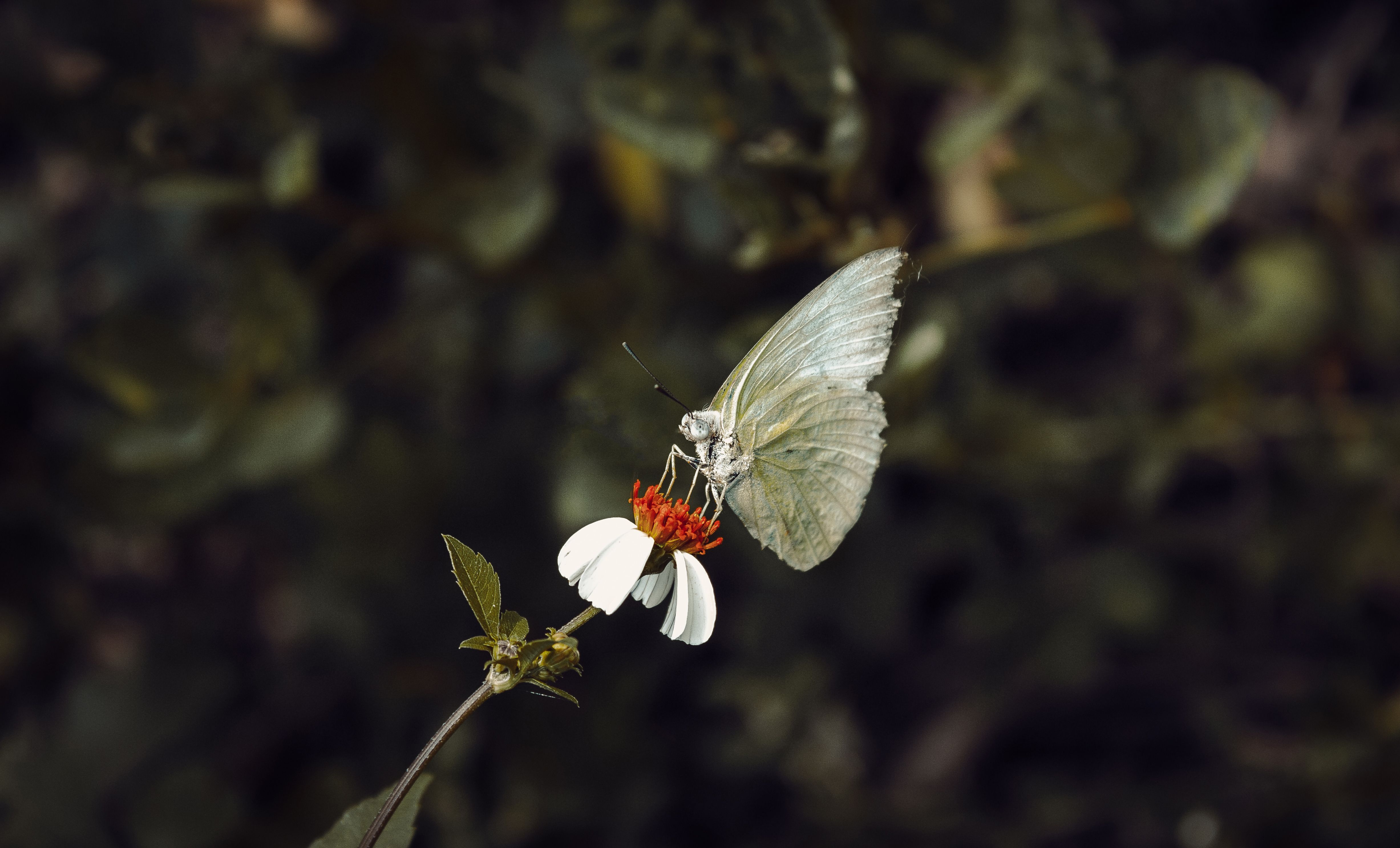 Pollen Kon Photos, Download The BEST Free Pollen Kon Stock Photos & HD ...