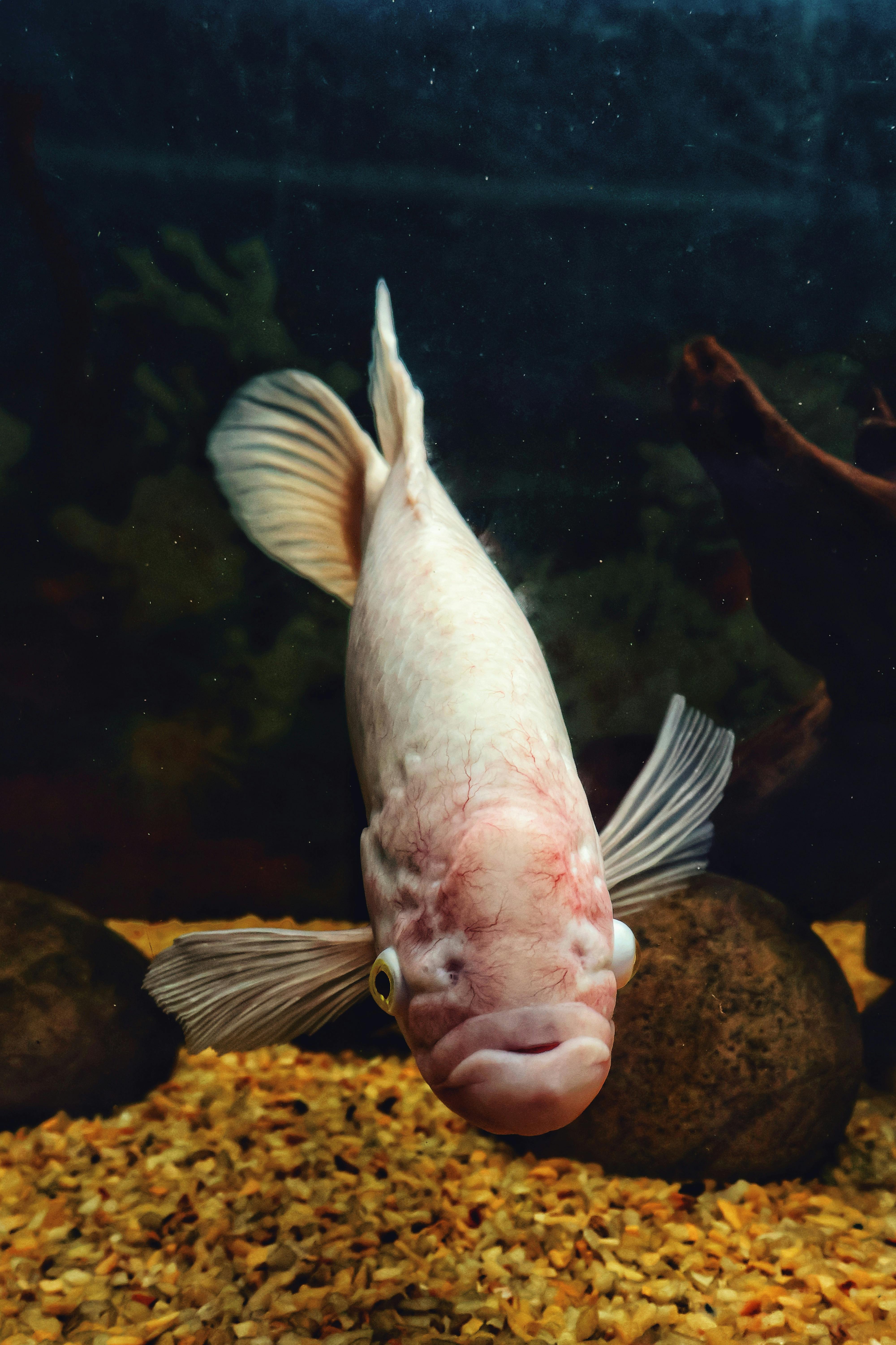 Cod Fish Photos, Download The BEST Free Cod Fish Stock Photos & HD Images