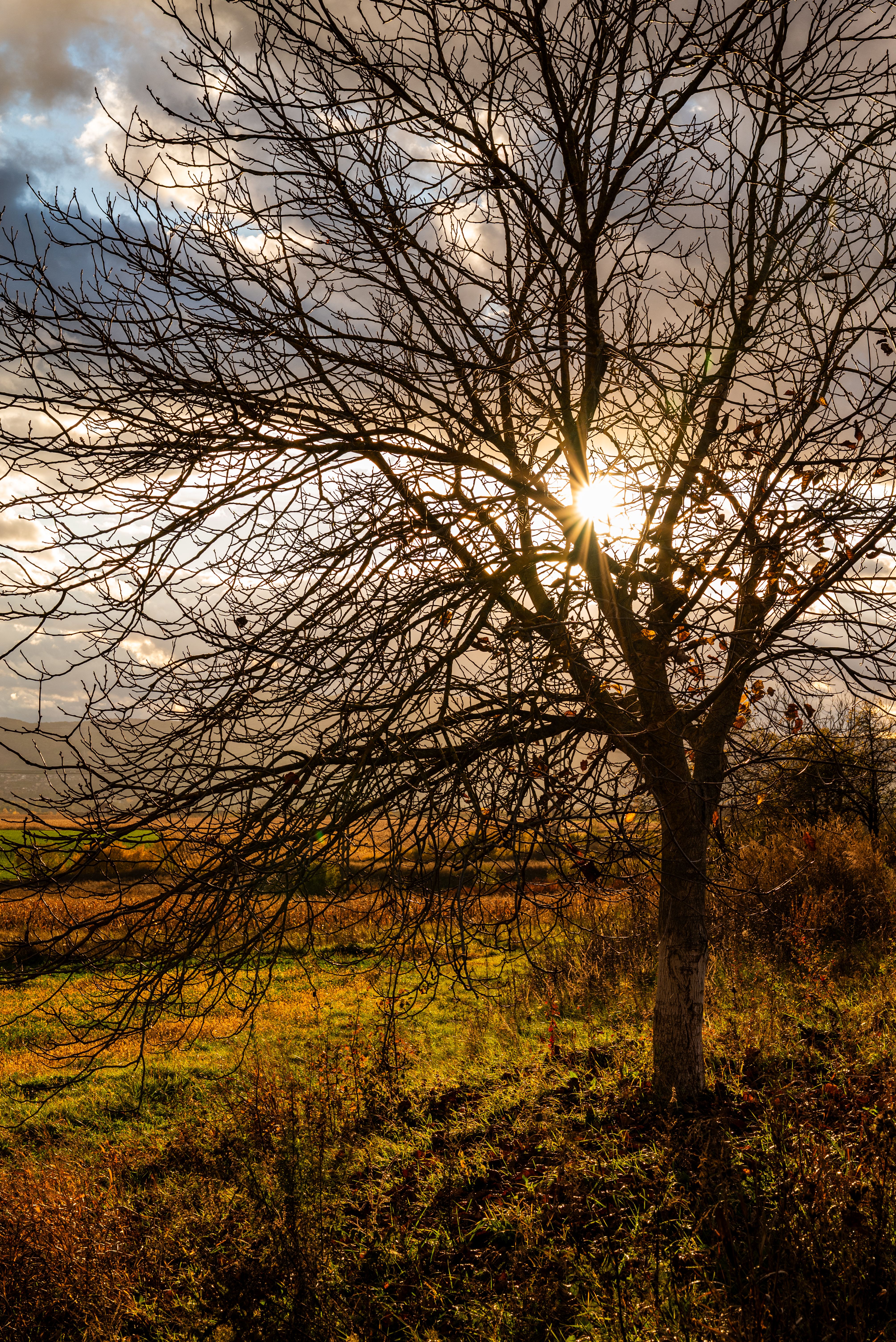 Giant Tree Flare Photos, Download The BEST Free Giant Tree Flare Stock ...