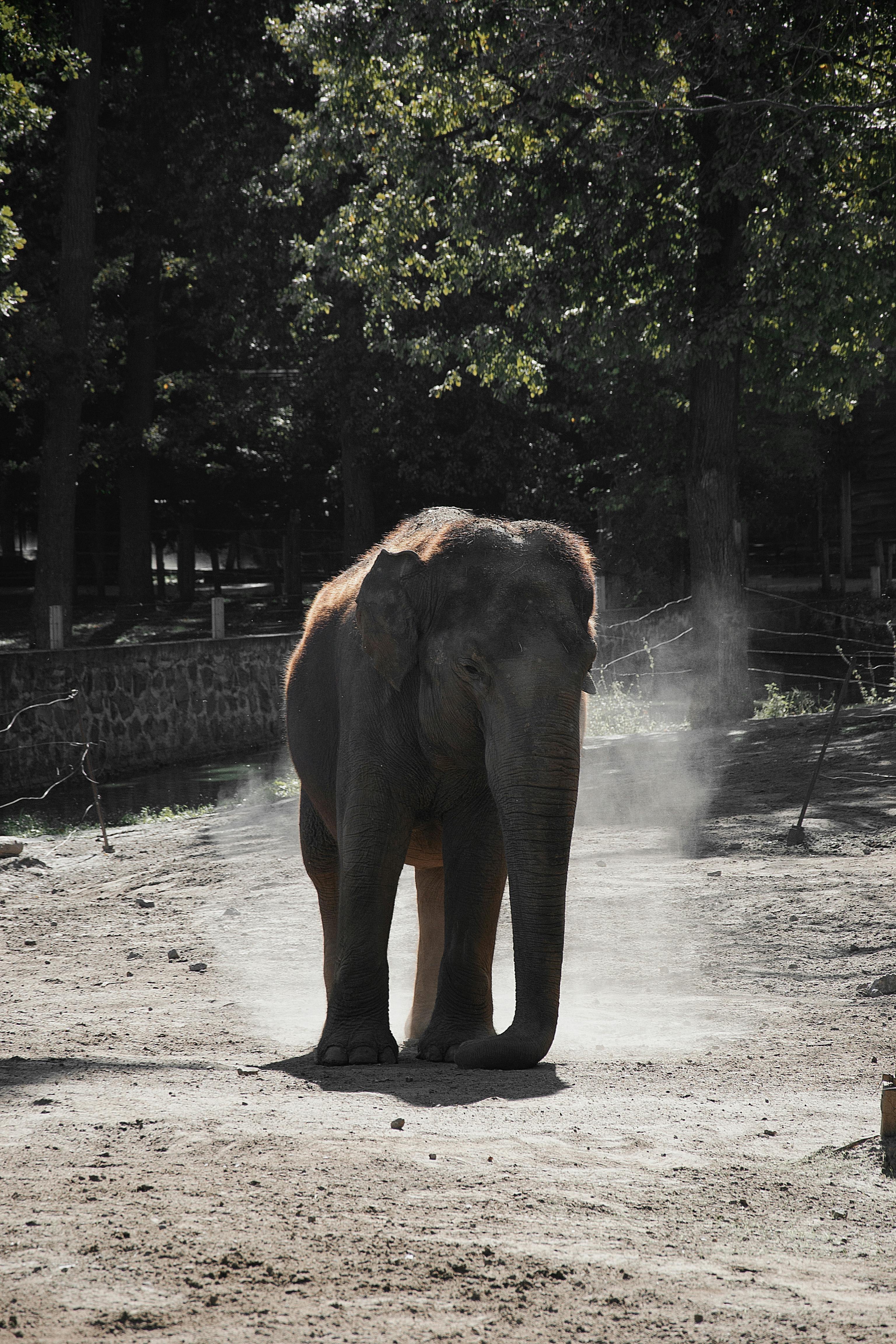 Elephant No Background Photos, Download The BEST Free Elephant No ...