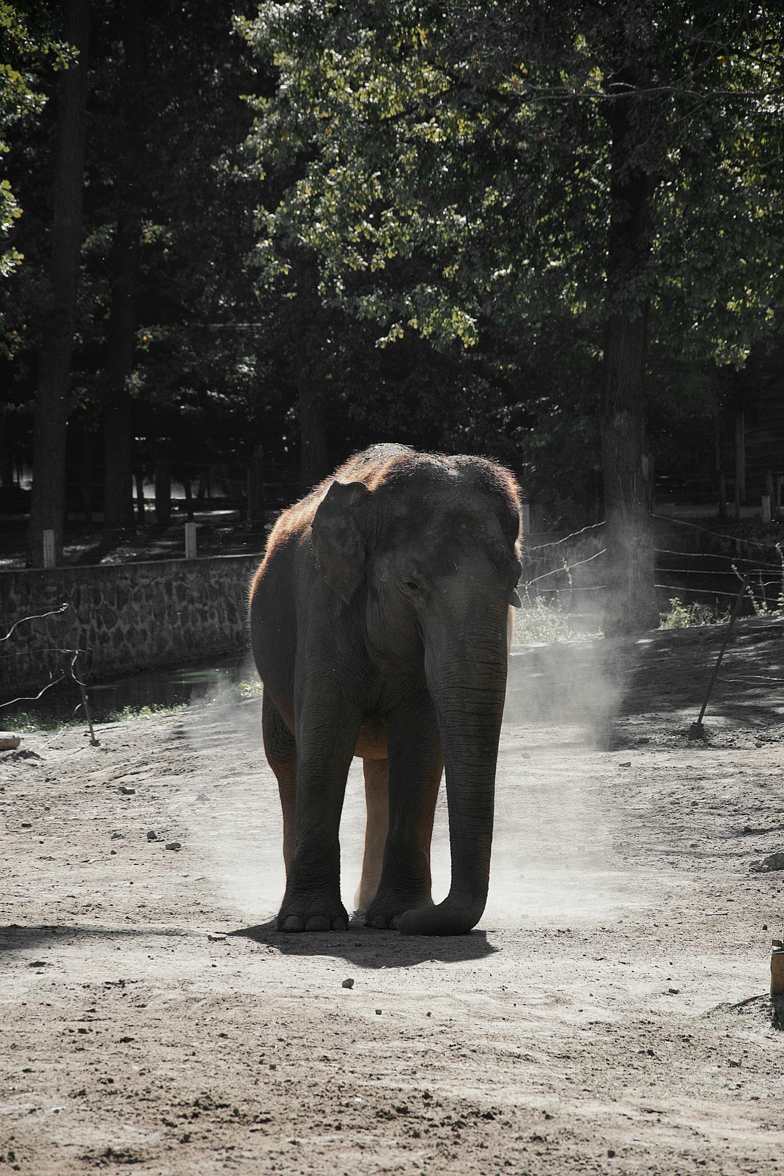 Elephant No Background Photos, Download The BEST Free Elephant No ...