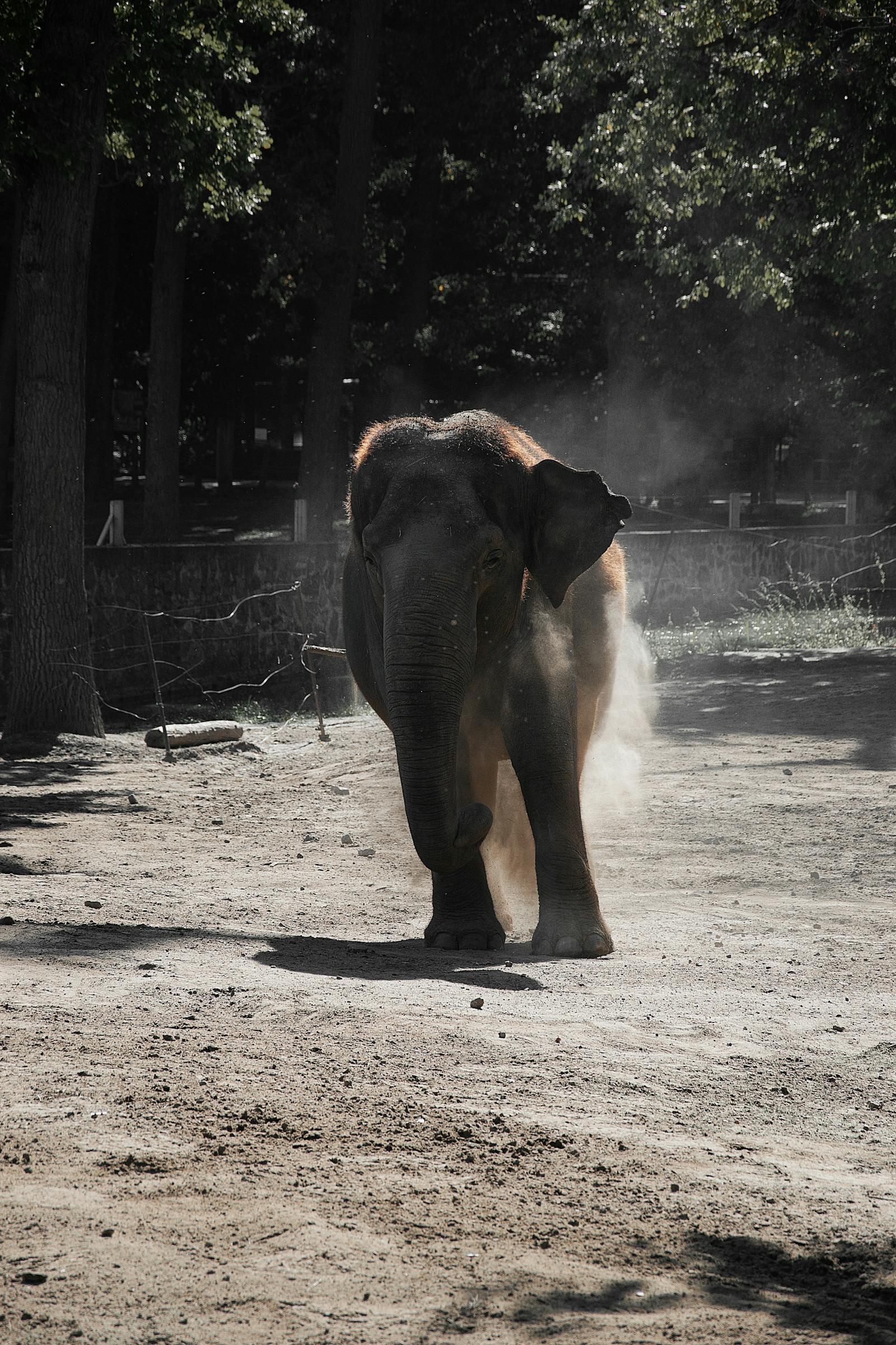 Zoo Animals Photos, Download The BEST Free Zoo Animals Stock Photos ...