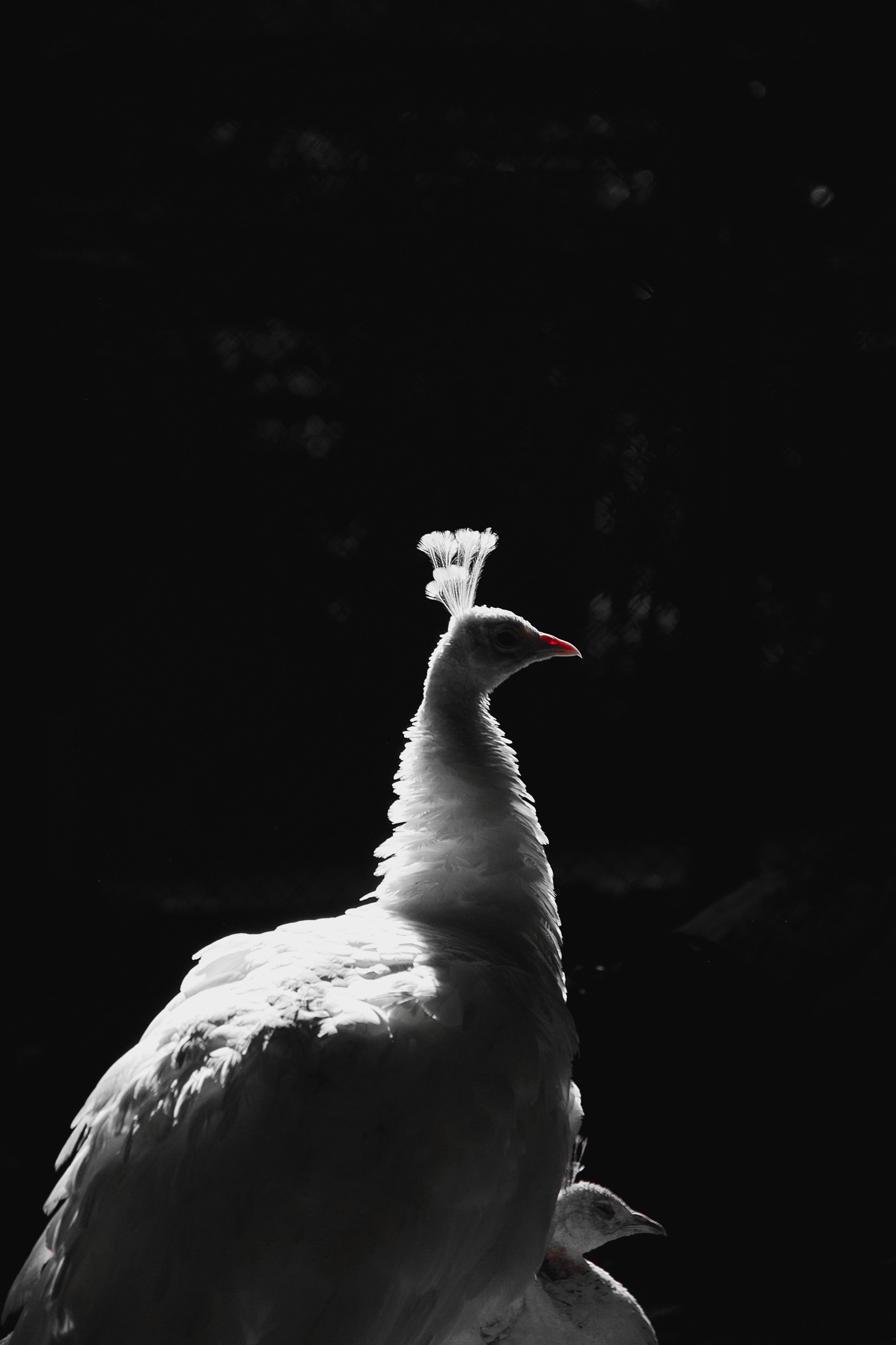 4k Profile Wallpaper Photos, Download The BEST Free 4k Profile ...