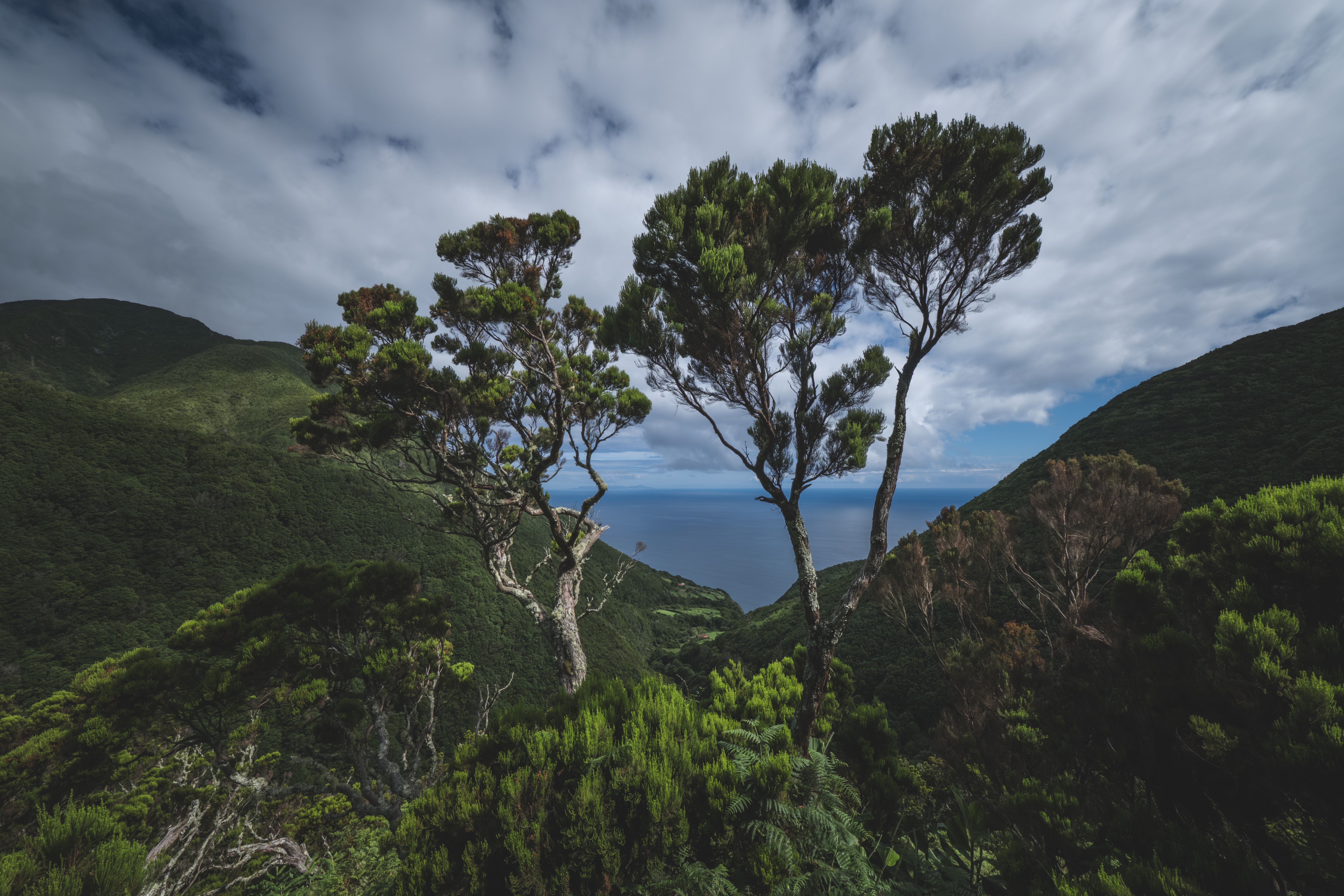 Scenic Coastal Forest Overlooking Ocean · Free Stock Photo