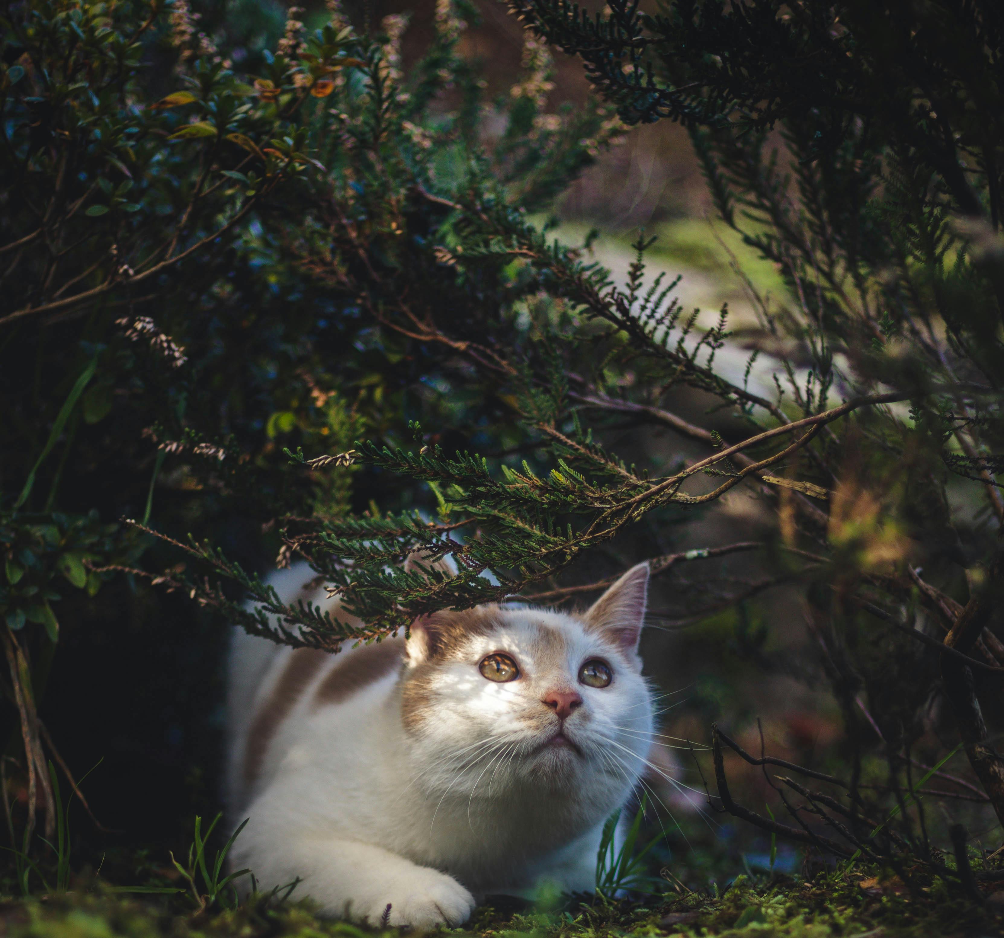 Cat Under Bushes · Free Stock Photo