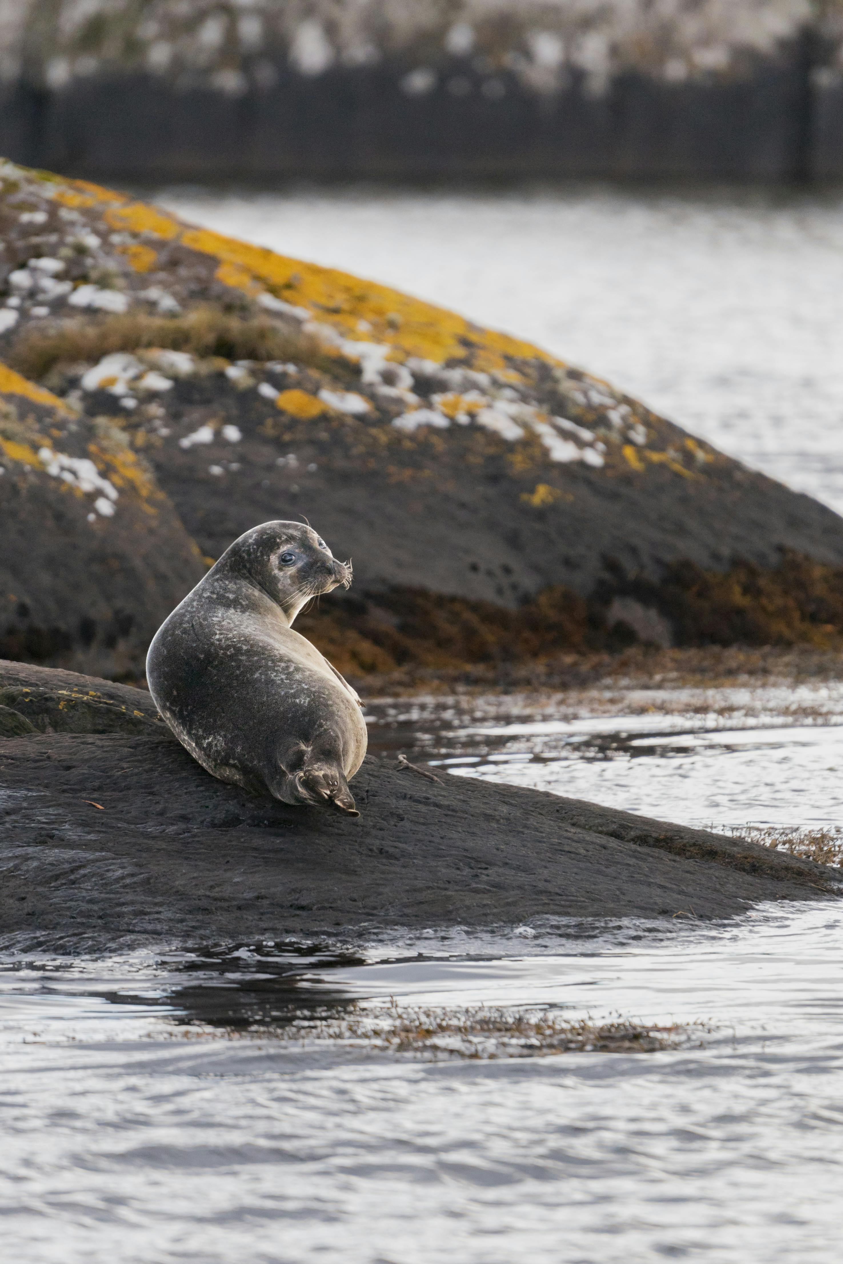 Anime+Girls+With+Big+Tuts+Showing Photos, Download The BEST Free Anime ...