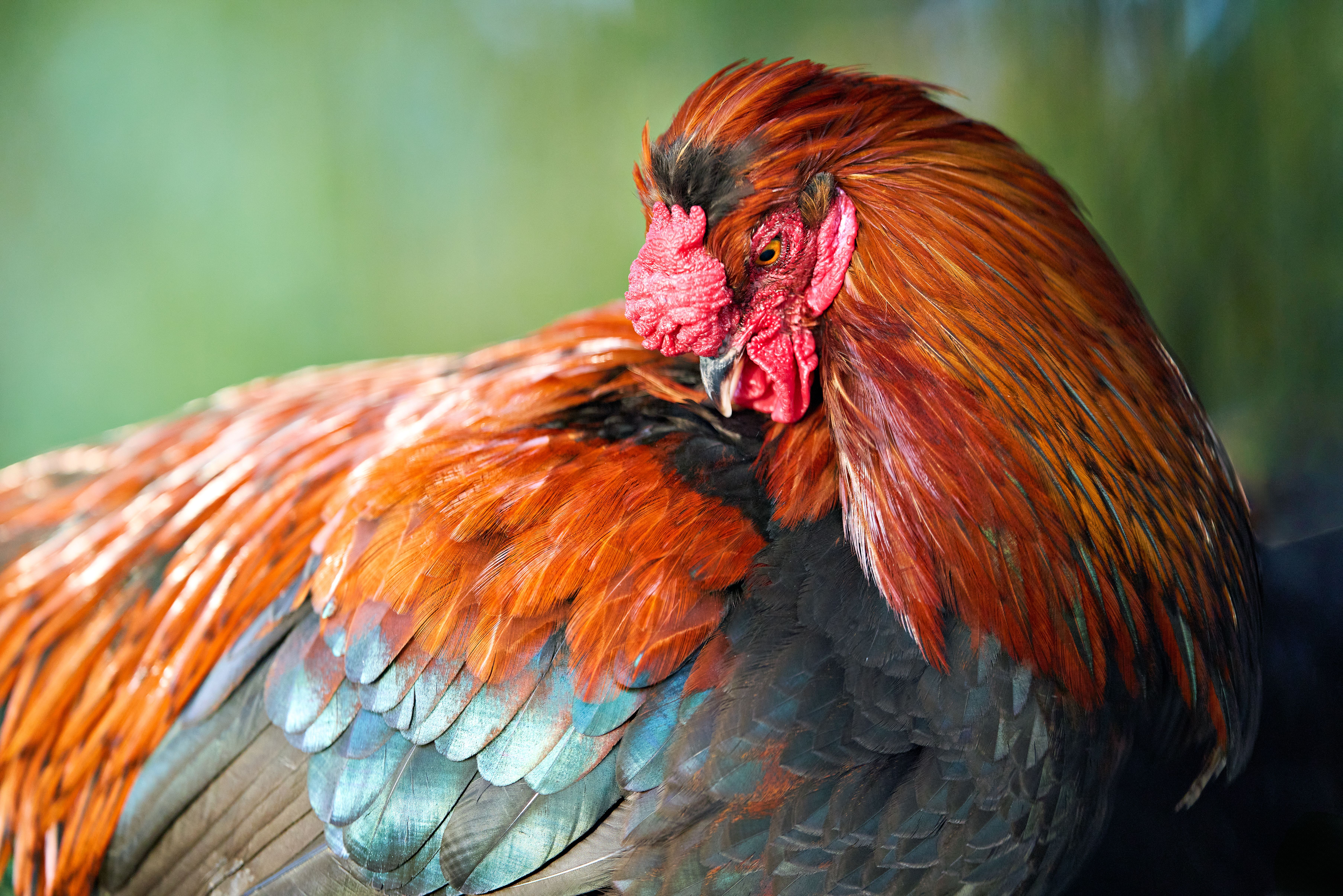 Vibrant Close-Up Portrait of a Rooster · Free Stock Photo