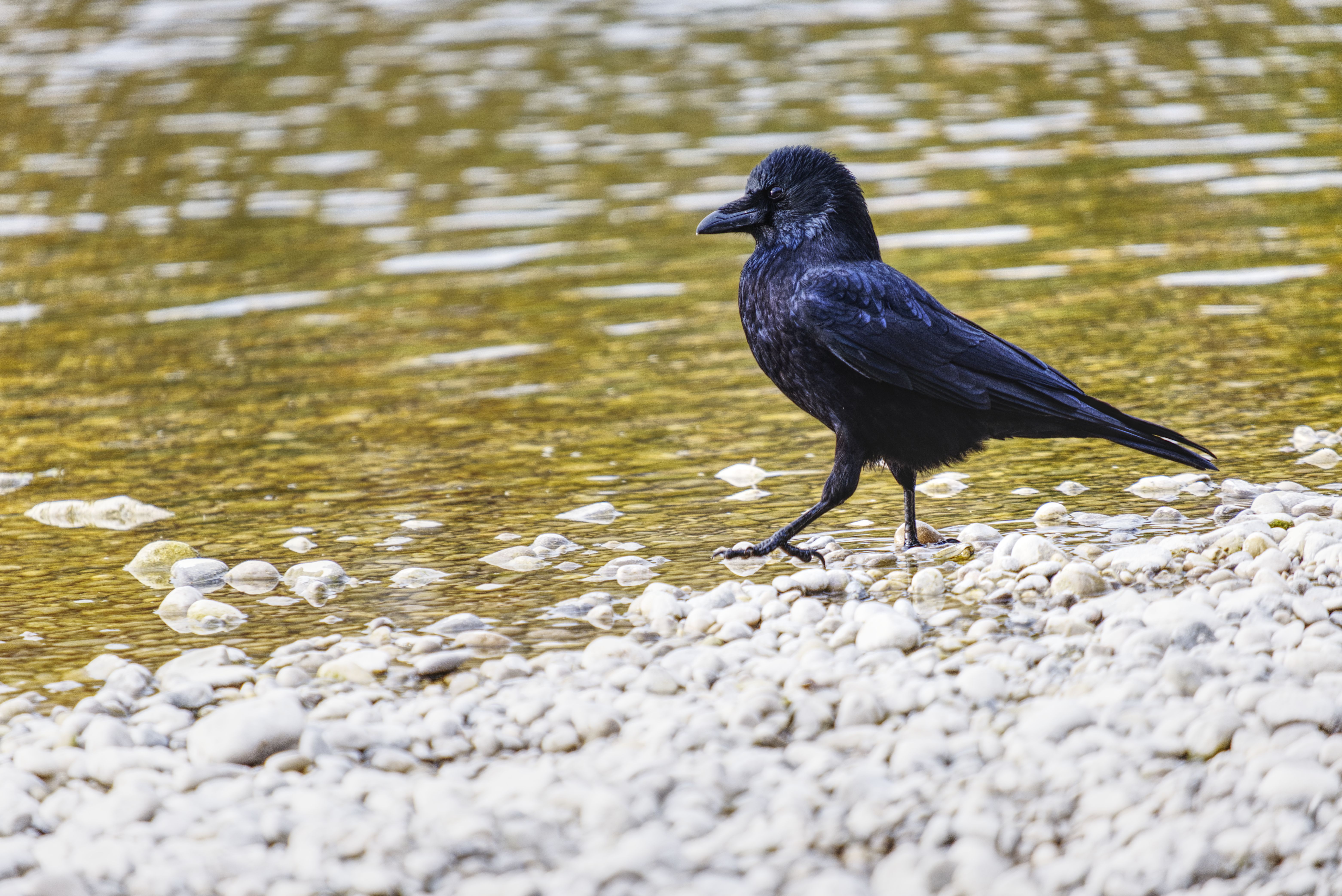 Black Crow Walking on a Rocky Shoreline · Free Stock Photo