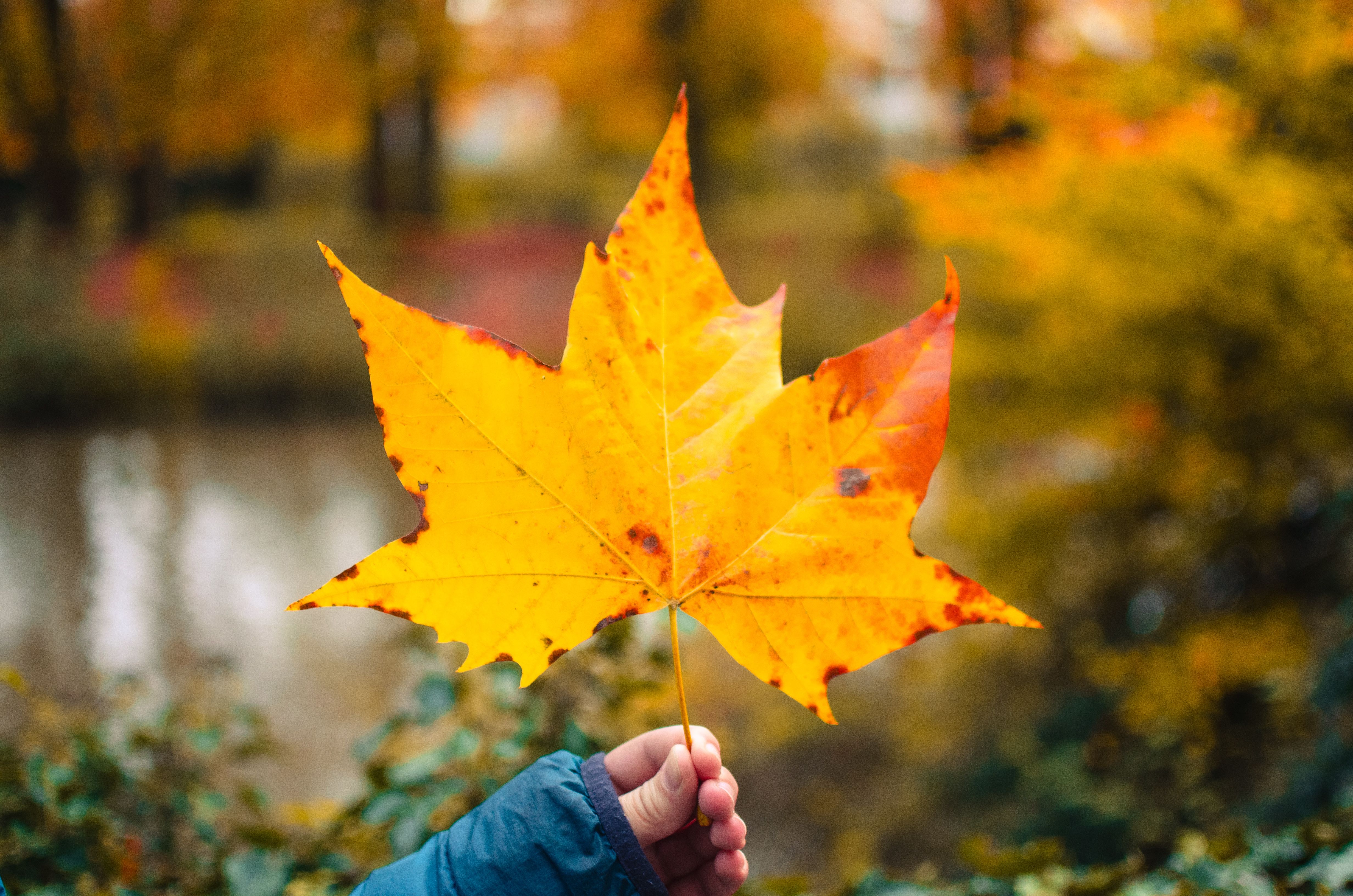 Vibrant Maple Leaf Held Against Autumn Background · Free Stock Photo