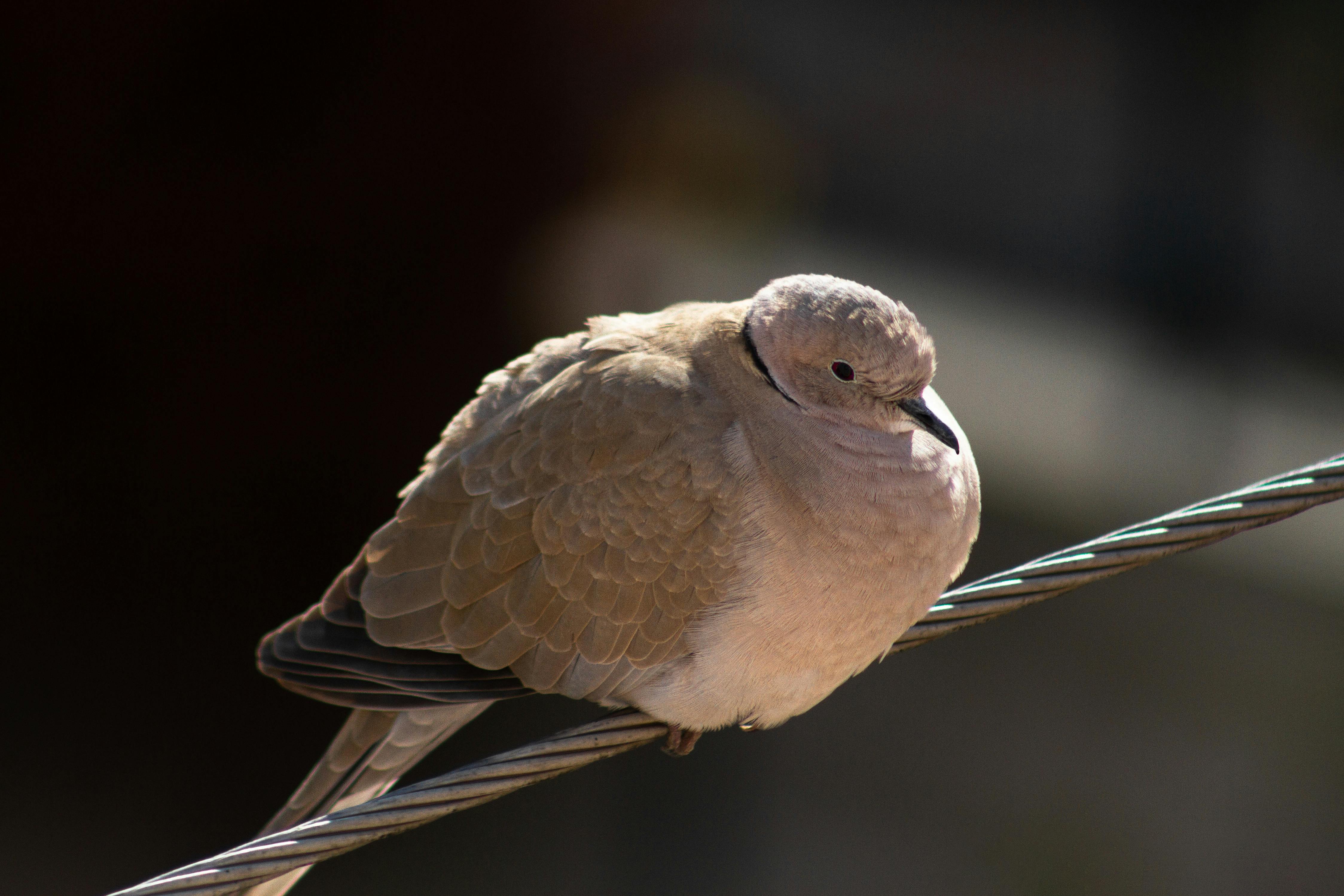 Wire Photos, Download The BEST Free Wire Stock Photos & HD Images