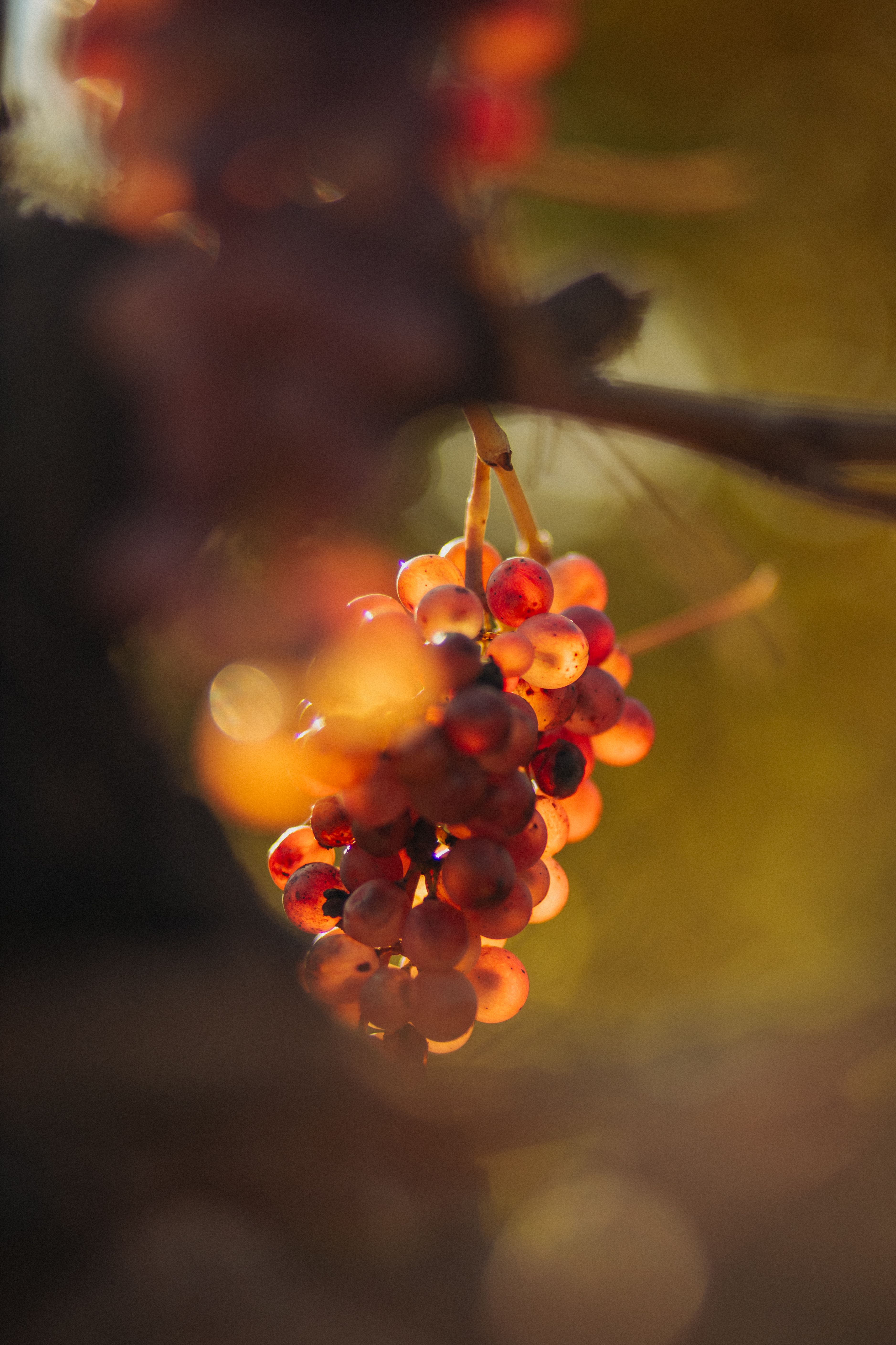 Red Grapes in Autumn Light, Lower Austria · Free Stock Photo