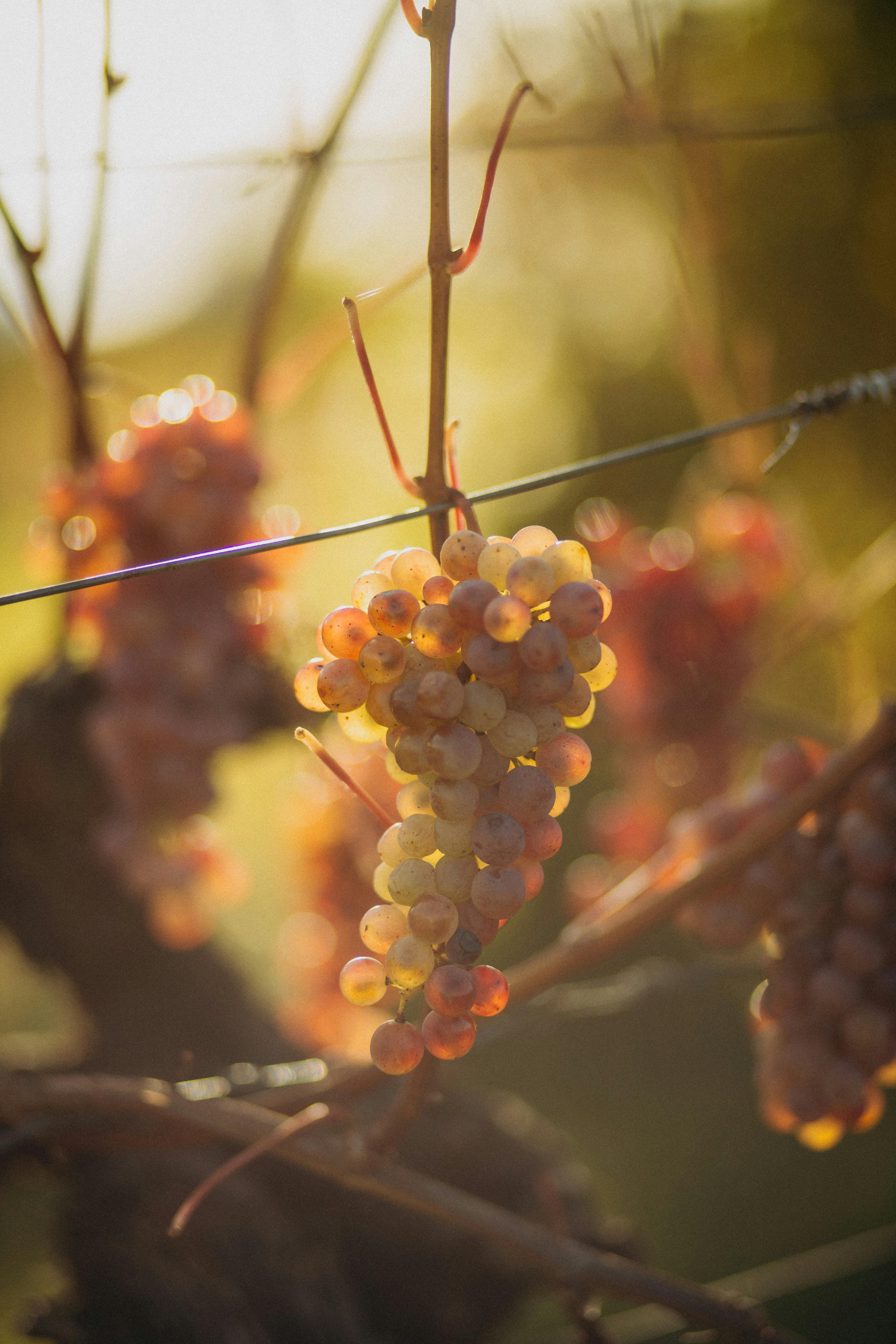 Romantic+Kisses+On+Neck+Gif Photos, Download The BEST Free Romantic ...