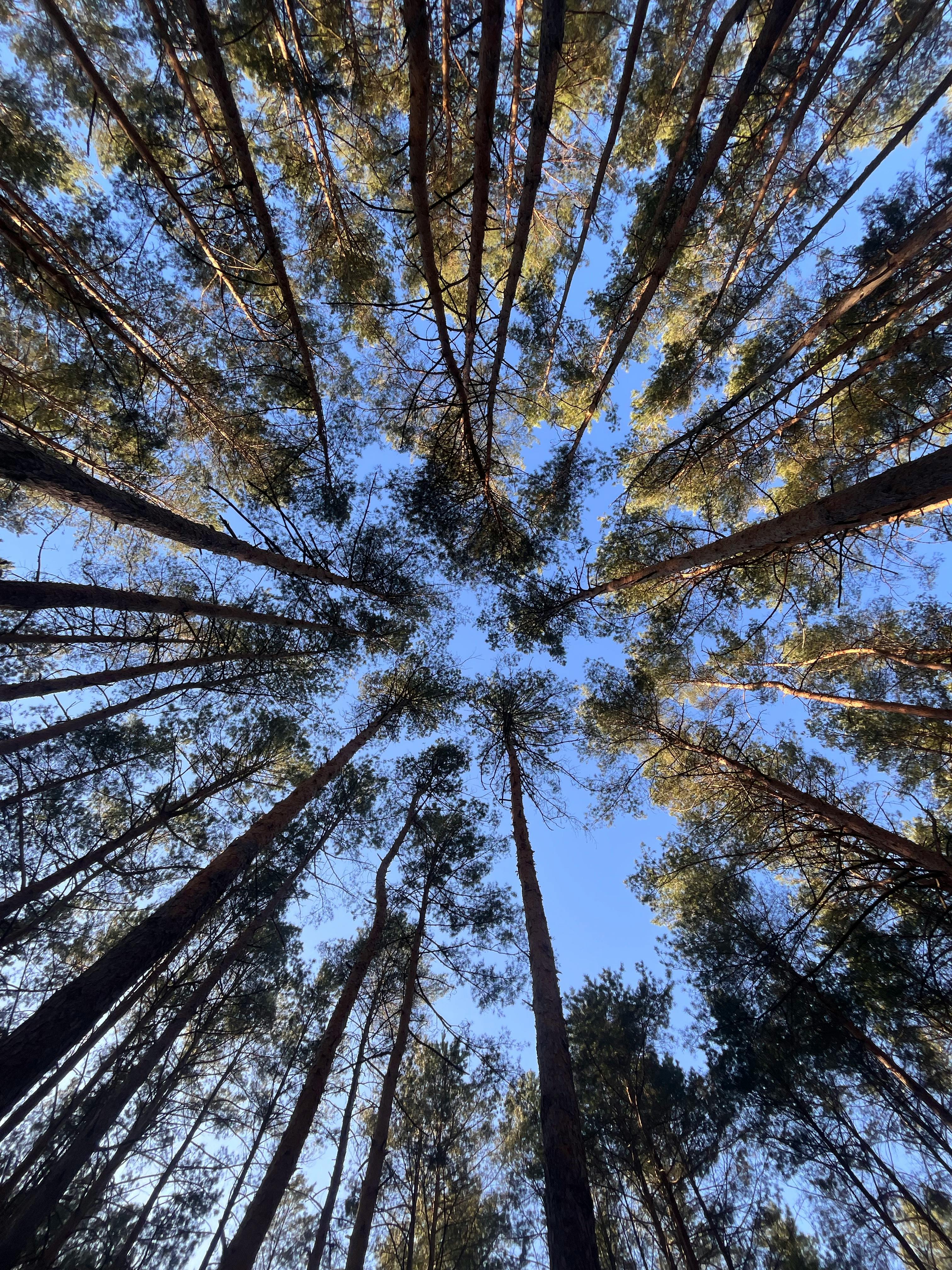 Majestic View of Tall Pine Trees Looking Upward · Free Stock Photo
