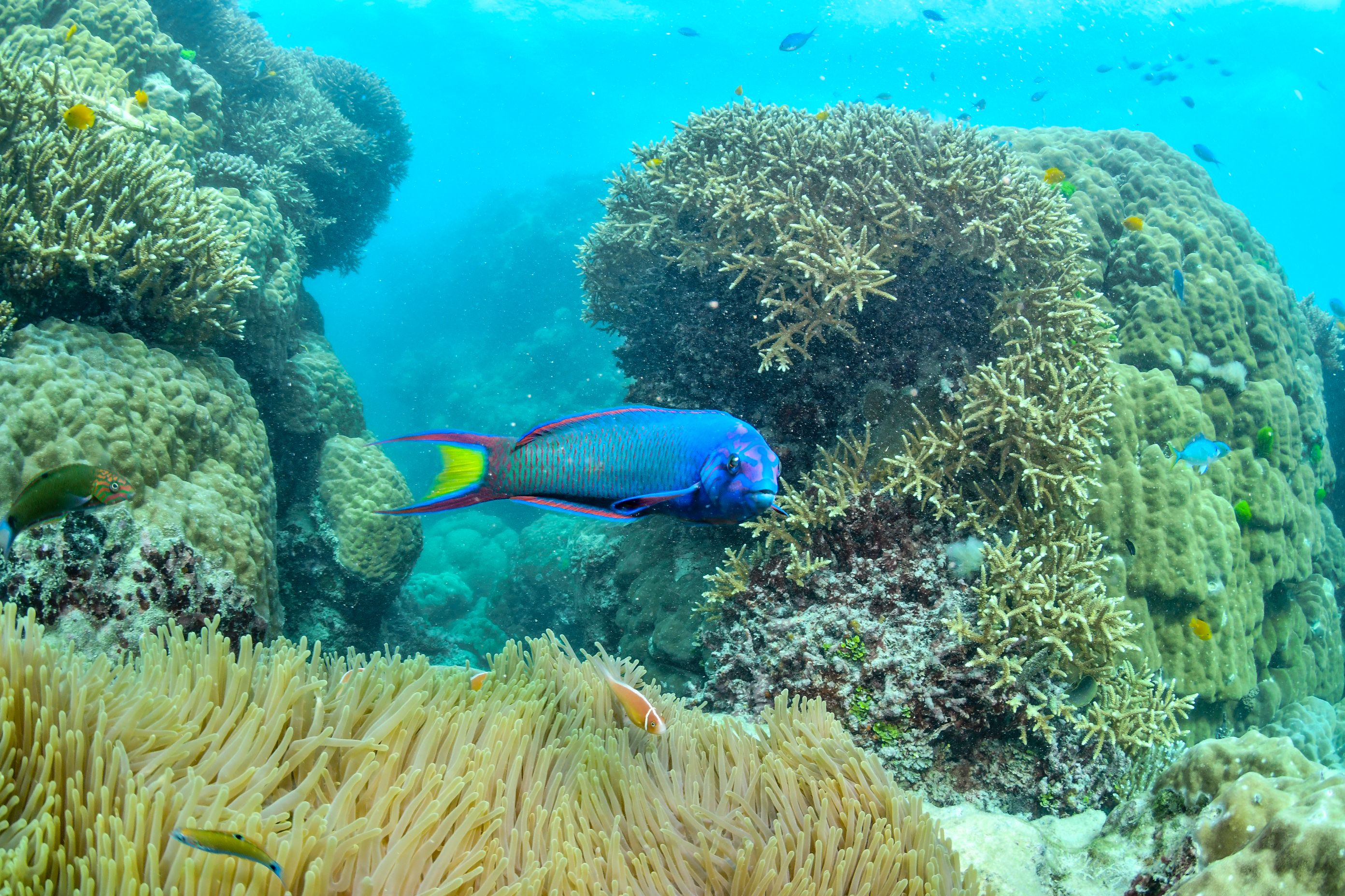Sea Fish Photos, Download The BEST Free Sea Fish Stock Photos & HD Images