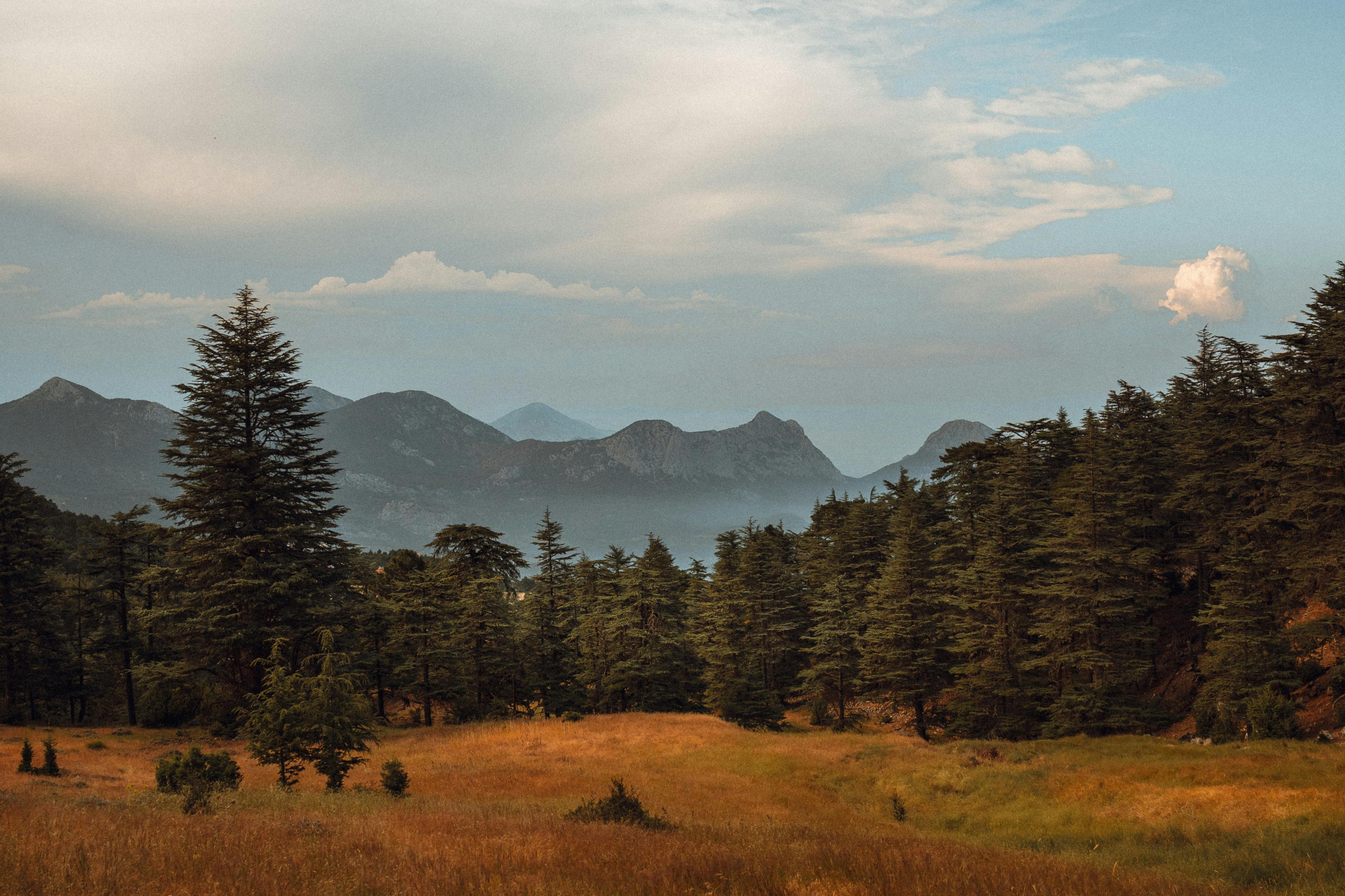 En El Bosque · Foto de stock gratuita