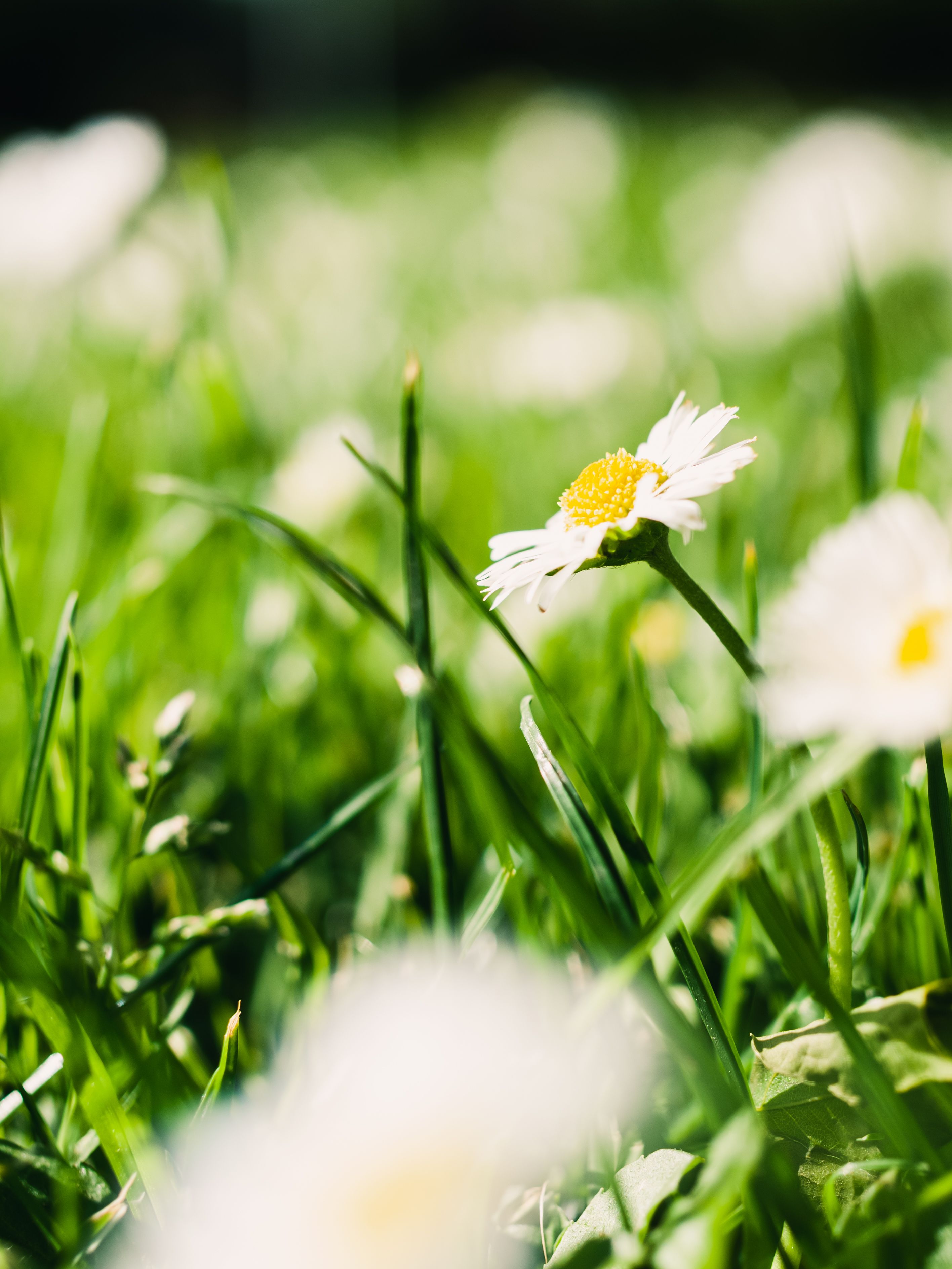 Daisy Photos, Download The BEST Free Daisy Stock Photos & HD Images