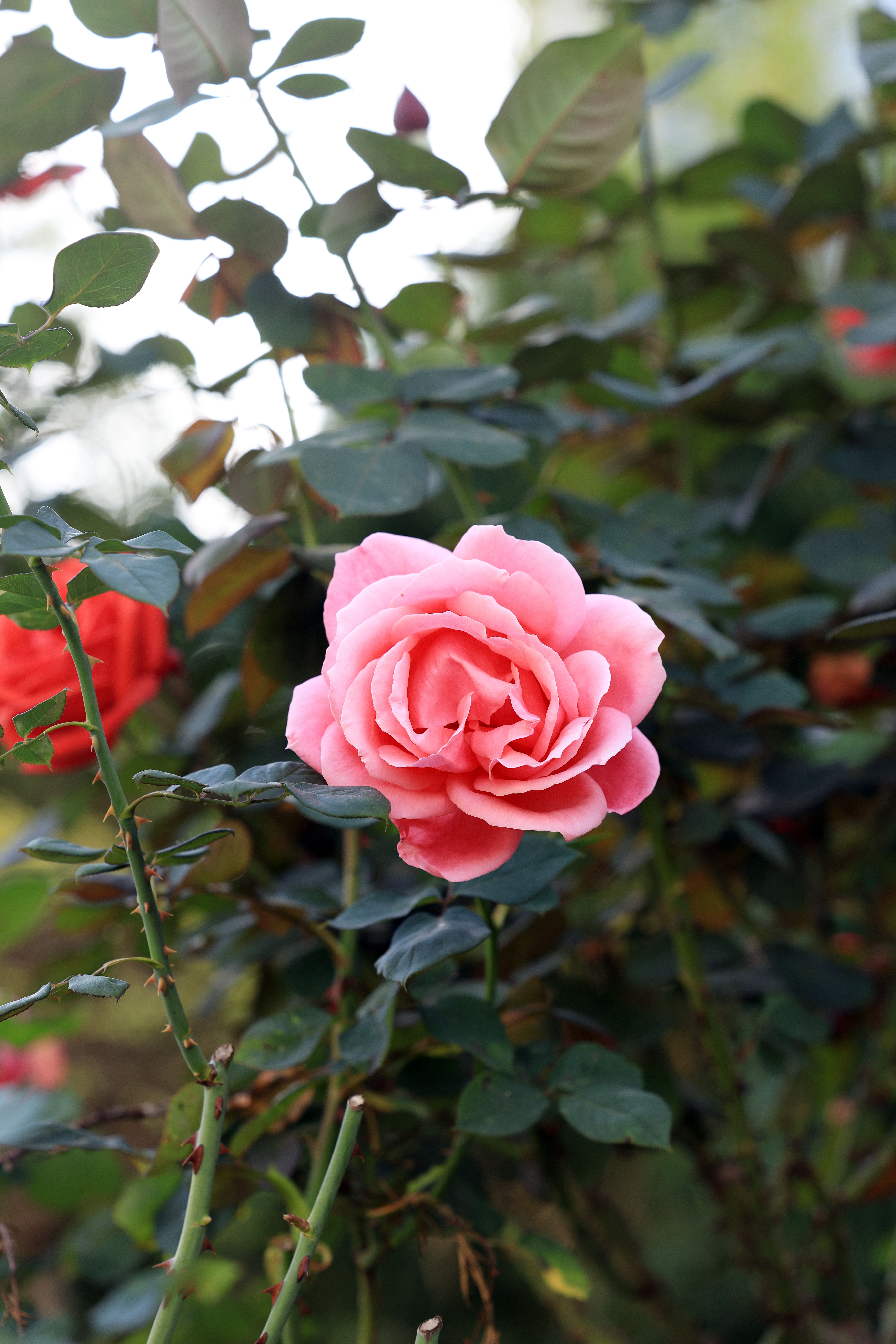 Beautiful Pink Rose in Lush Garden Setting · Free Stock Photo