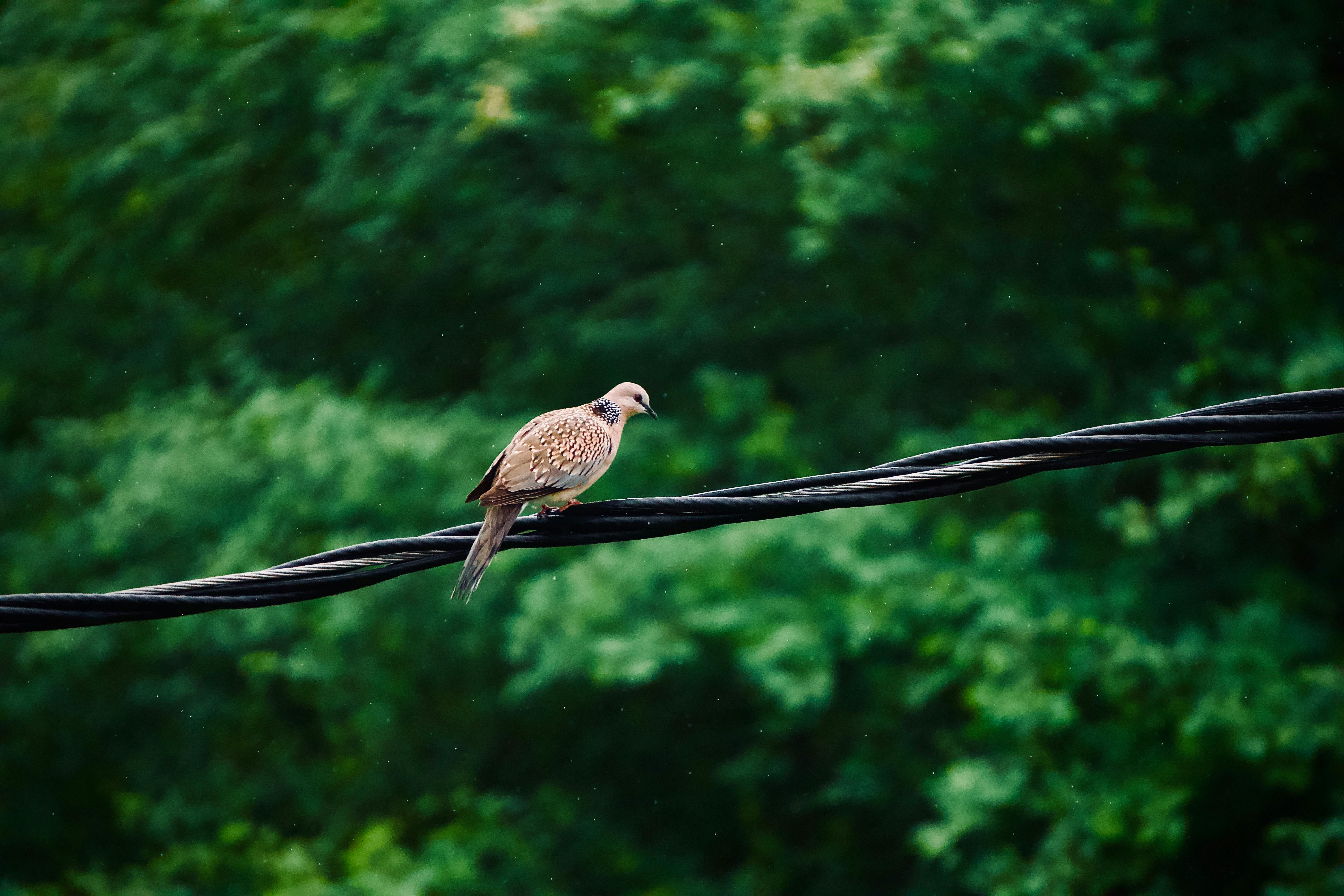 Wire Photos, Download The BEST Free Wire Stock Photos & HD Images