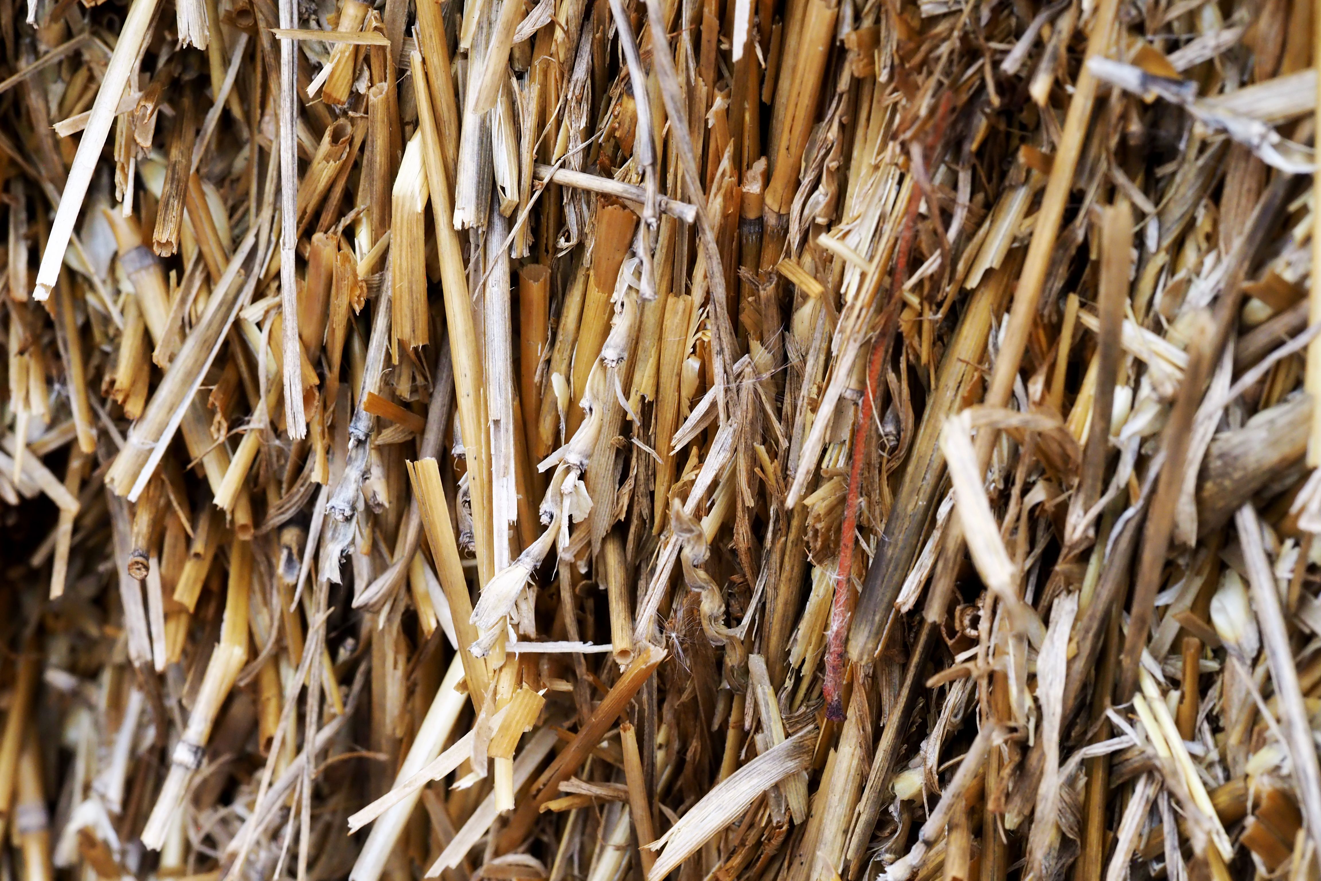 Biomass Energy Photos, Download The BEST Free Biomass Energy Stock ...
