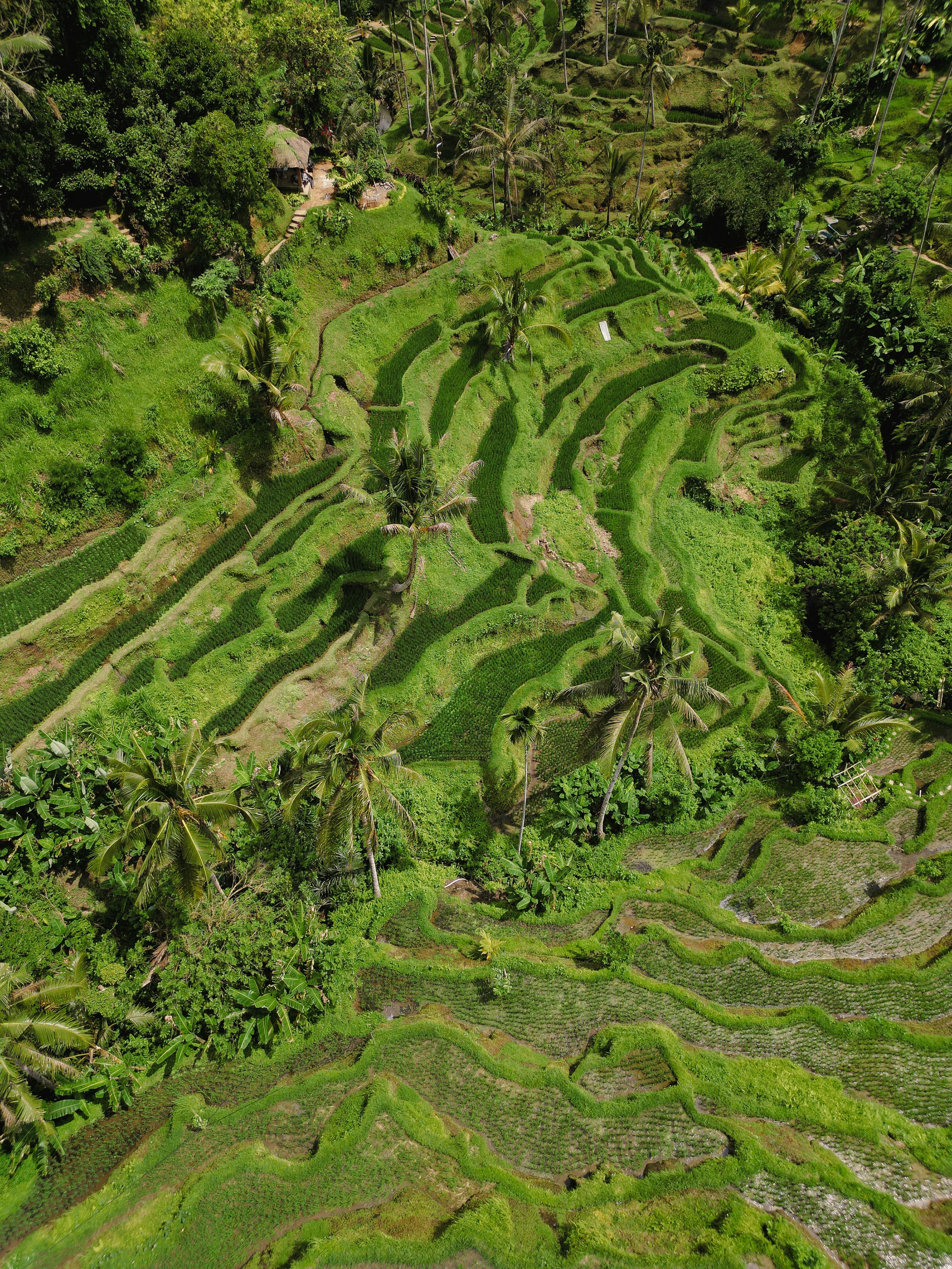 Rice Images Photos, Download The BEST Free Rice Images Stock Photos ...