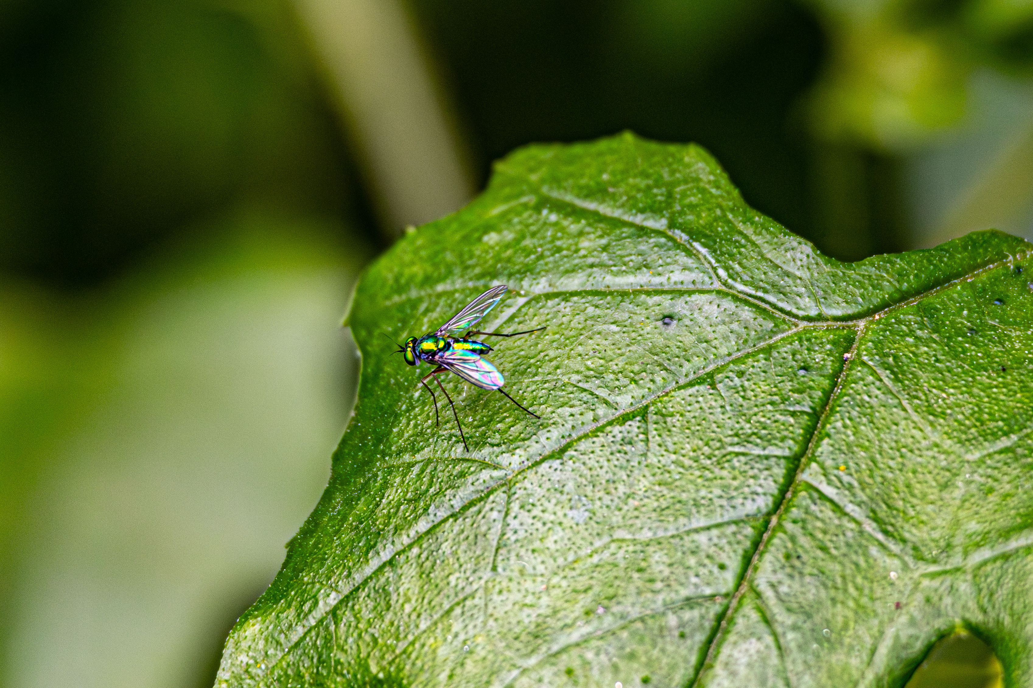Close-Up of Fly on Leaf with Nature Background · Free Stock Photo