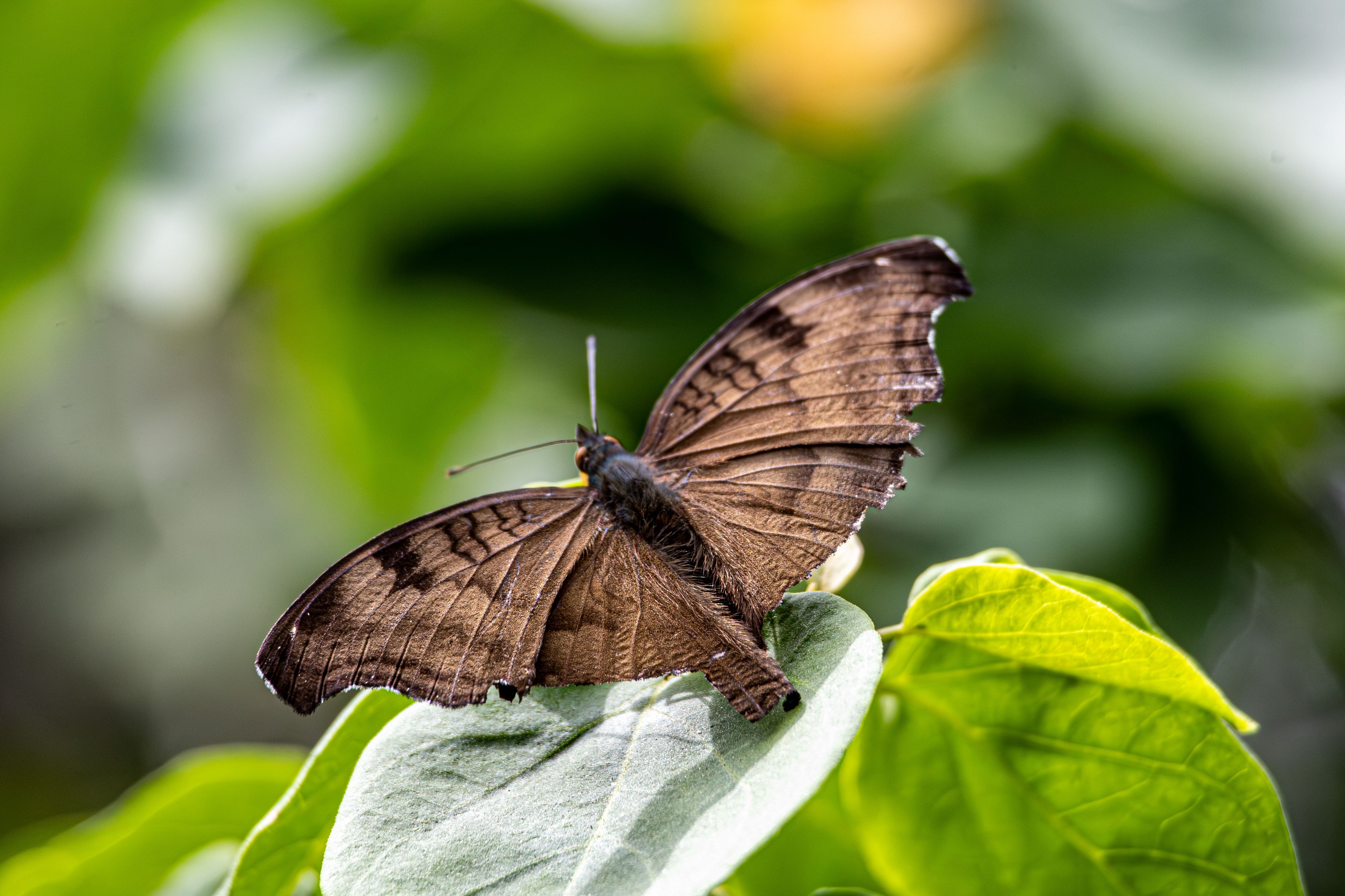 Common Evening Brown Butterfly on Leaf · Free Stock Photo