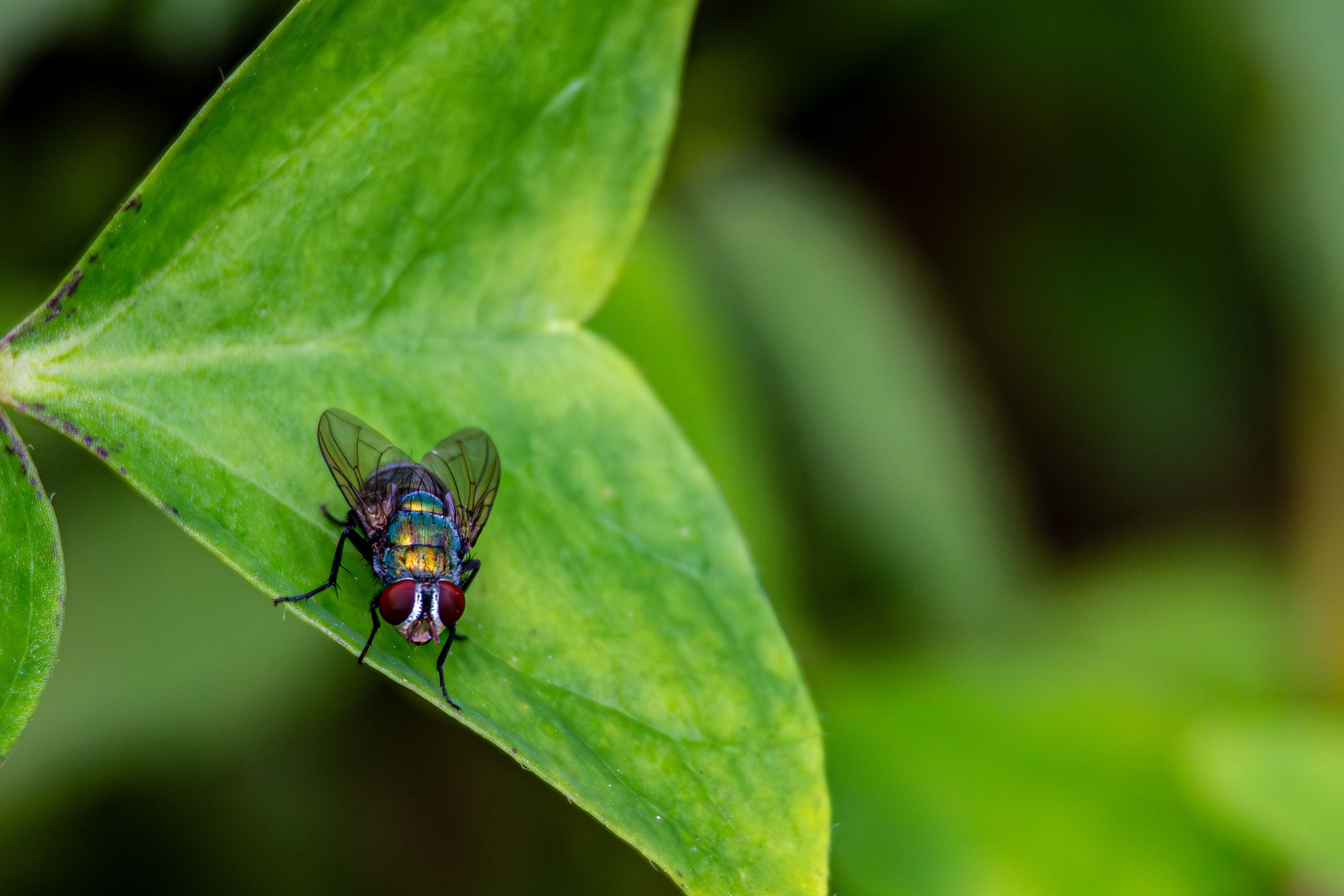 Close-up of a Fly on a Green Leaf Outdoors · Free Stock Photo
