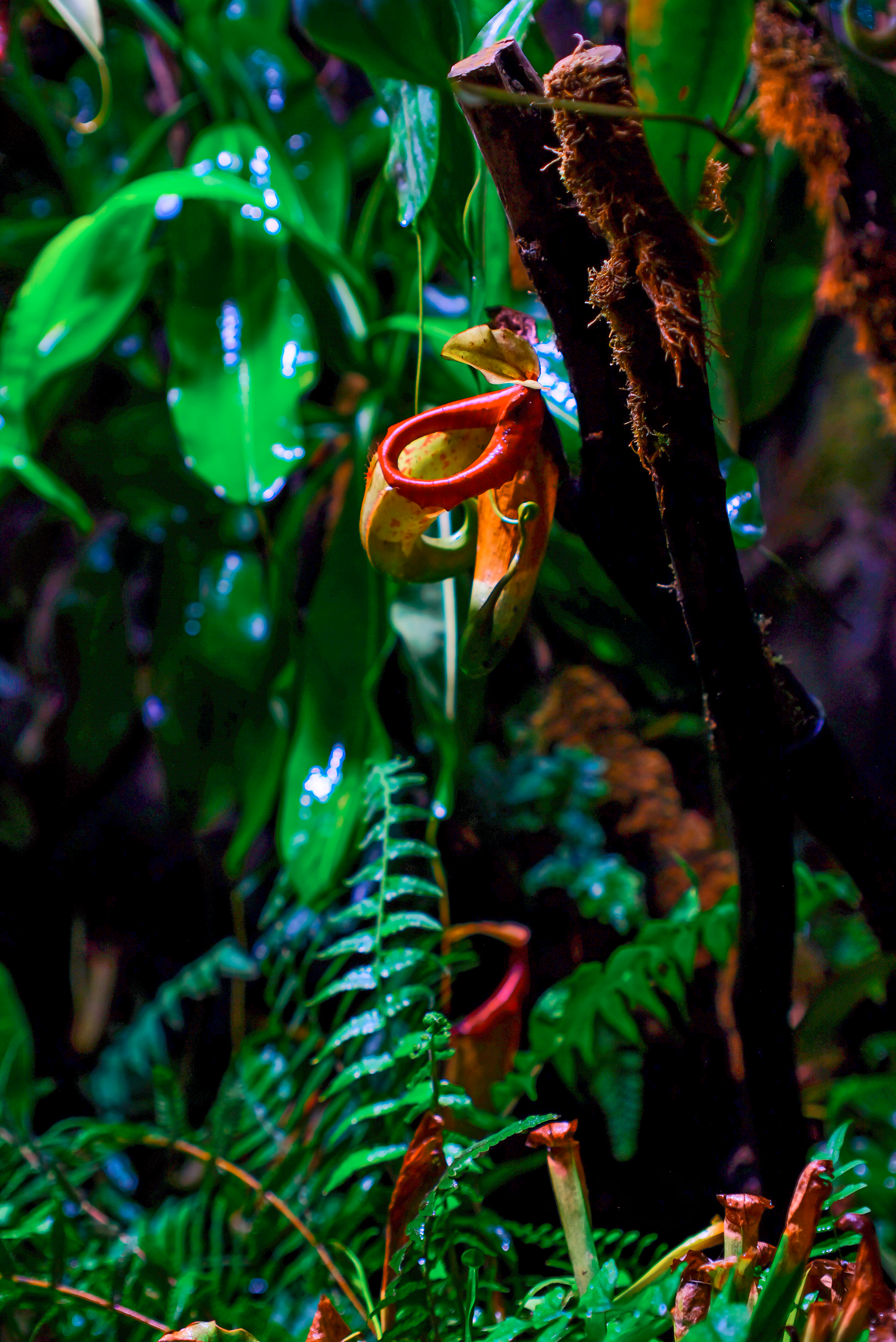 Vibrant Tropical Pitcher Plant in Jungle Setting · Free Stock Photo